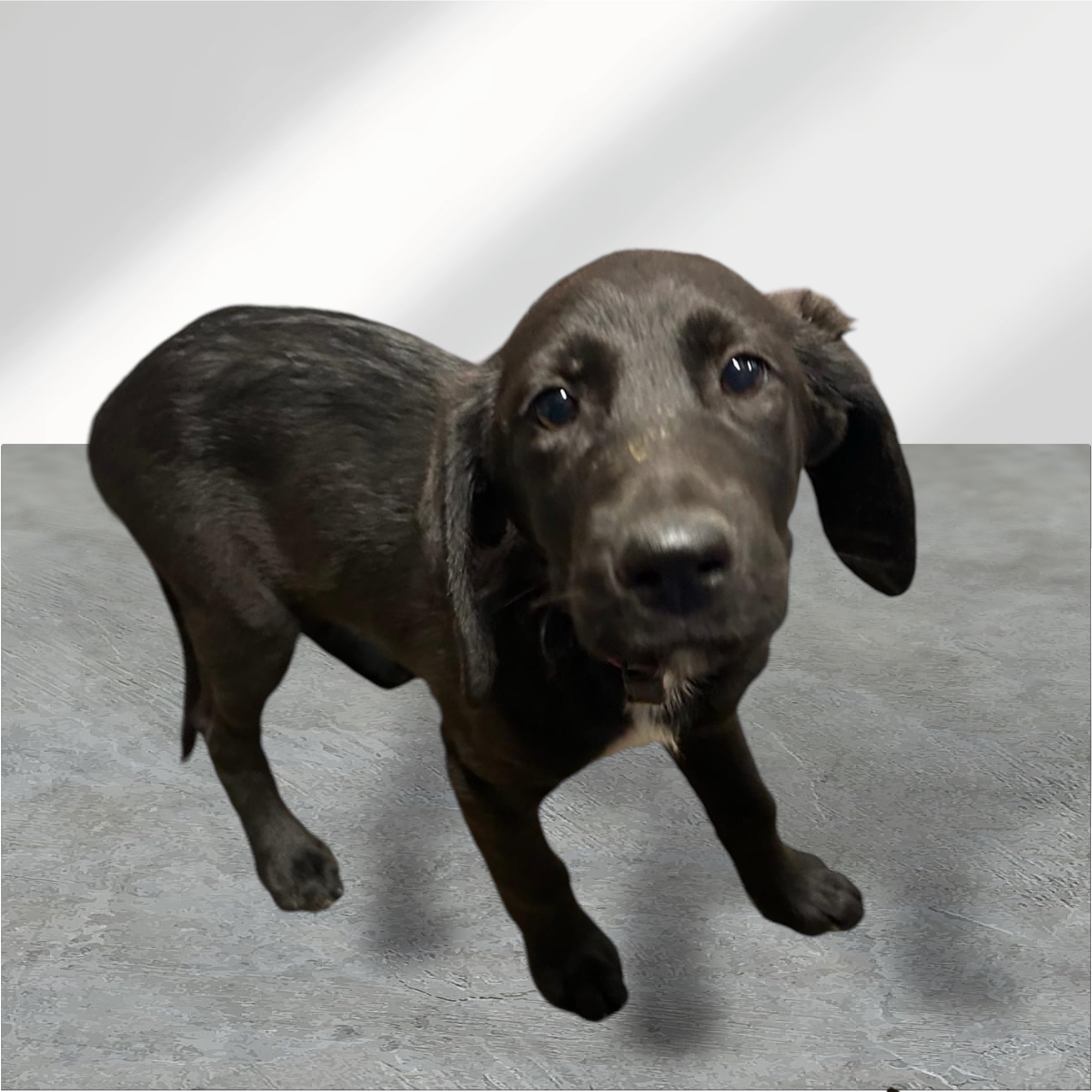 Dog for adoption - Wednesday, a Black Labrador Retriever in South Amboy ...