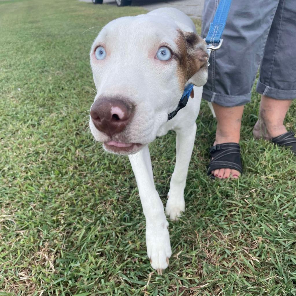 Dog for adoption - Heath, a Catahoula Leopard Dog & Whippet Mix in ...