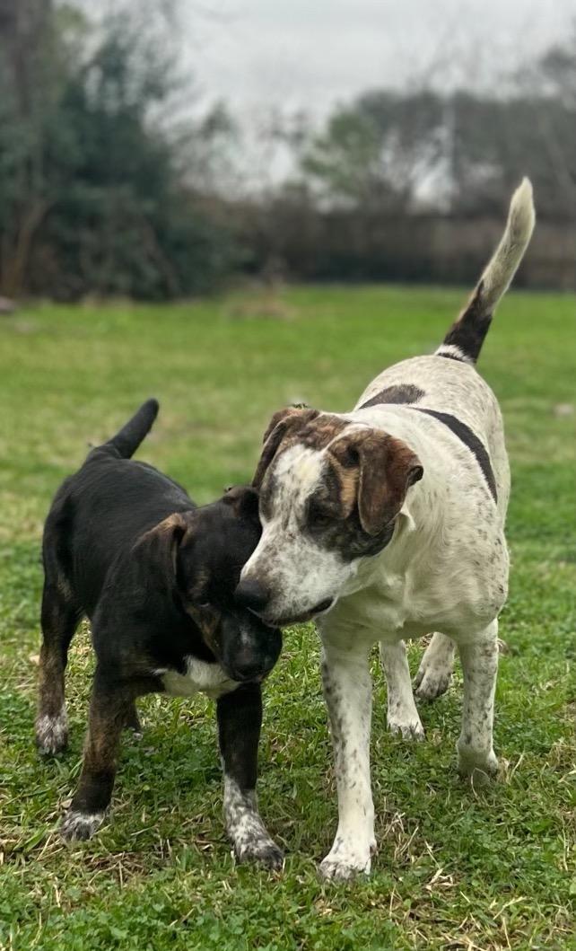 Dog for adoption - Oreo, a Border Collie Mix in Berlin, CT | Petfinder