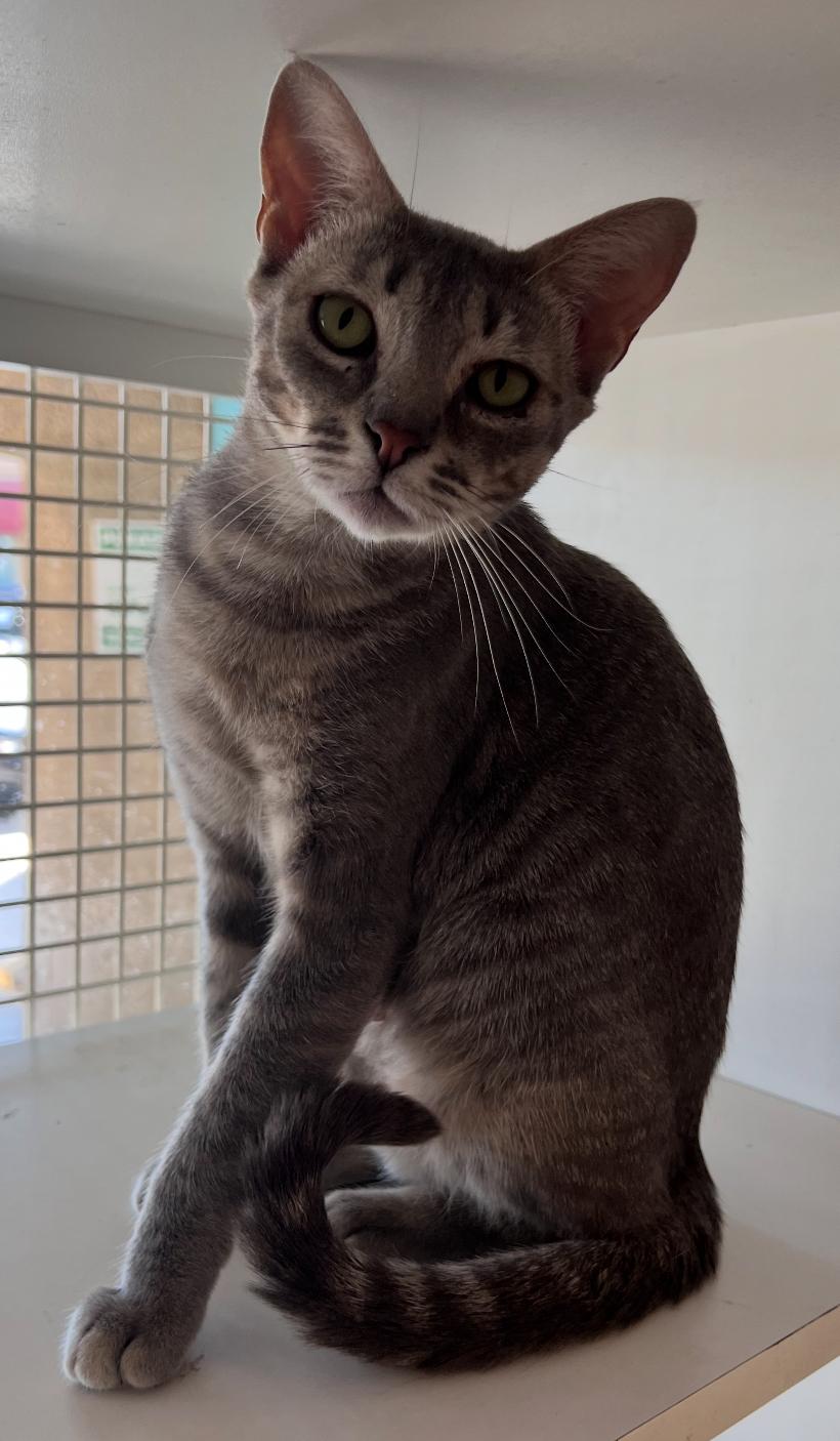 Cat for adoption - Amy, a Tabby in La Puente, CA | Petfinder