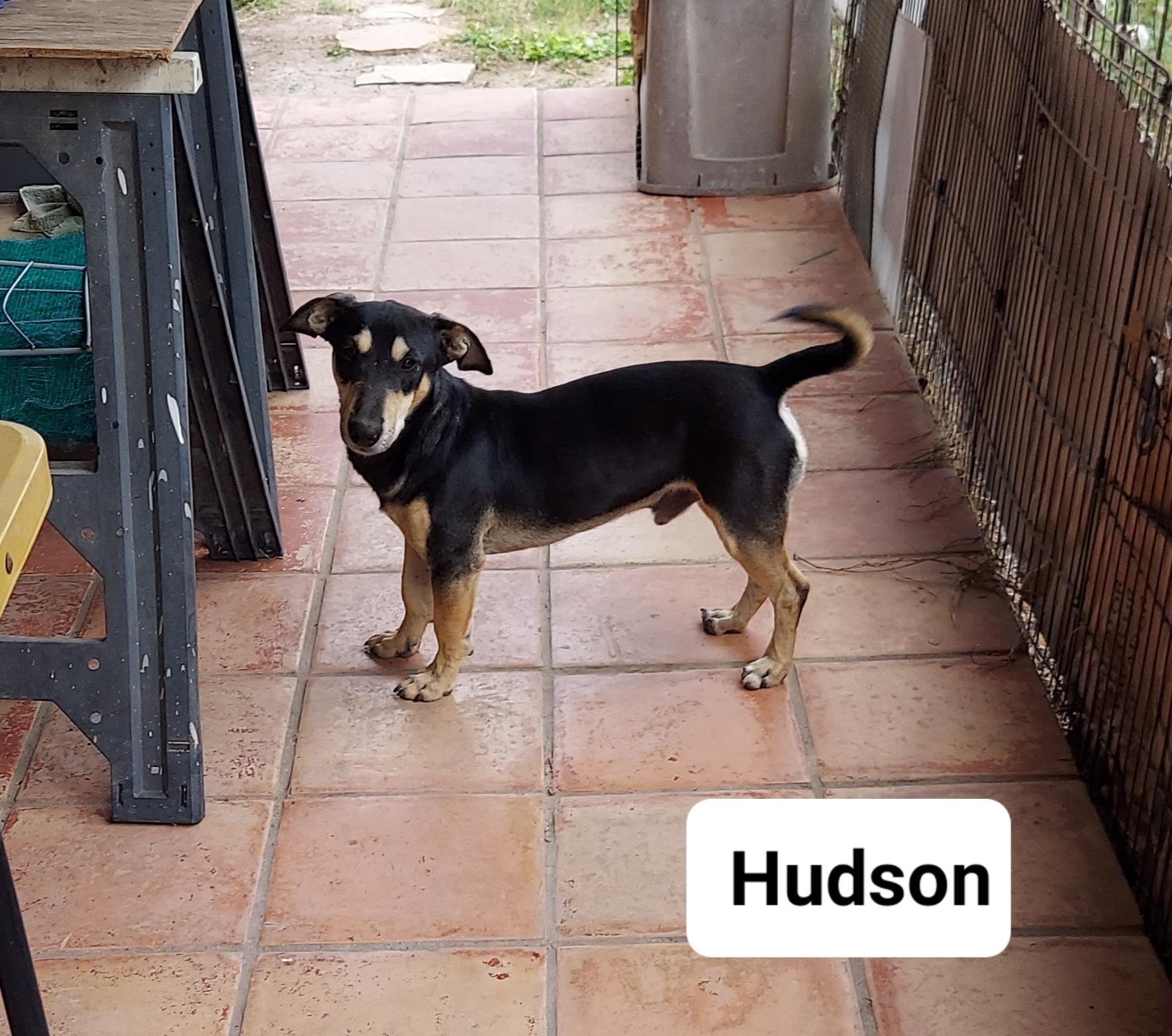 Dog for adoption - Hudson, a Dachshund & Bull Terrier Mix in Toms River, NJ | Petfinder