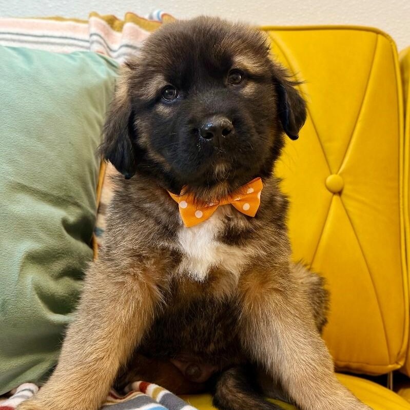 Dog for adoption - Butler Flufferpuff, a Husky & German Shepherd Dog ...