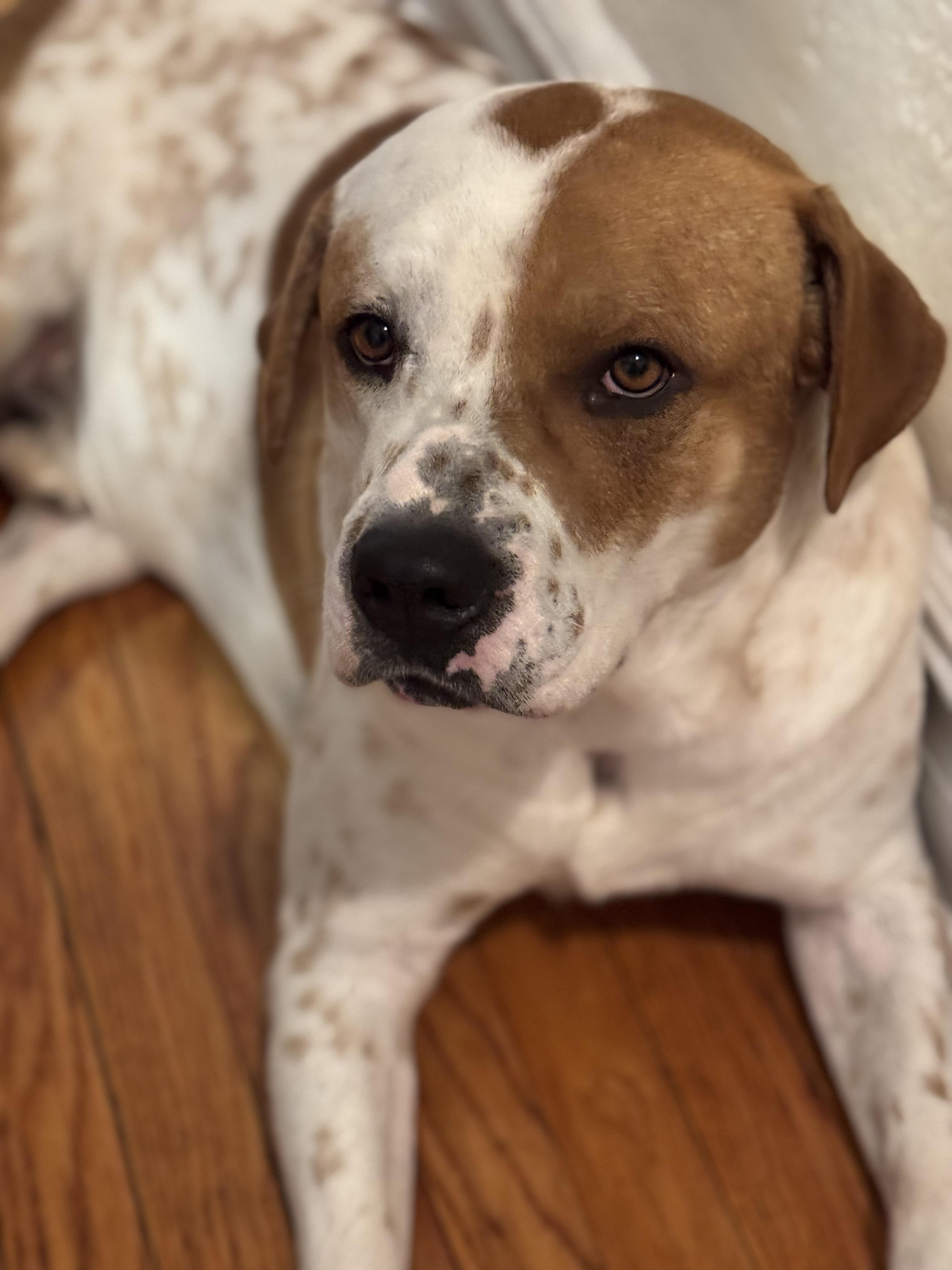 Dog for adoption - Lovey, an English Pointer & English Foxhound Mix in ...