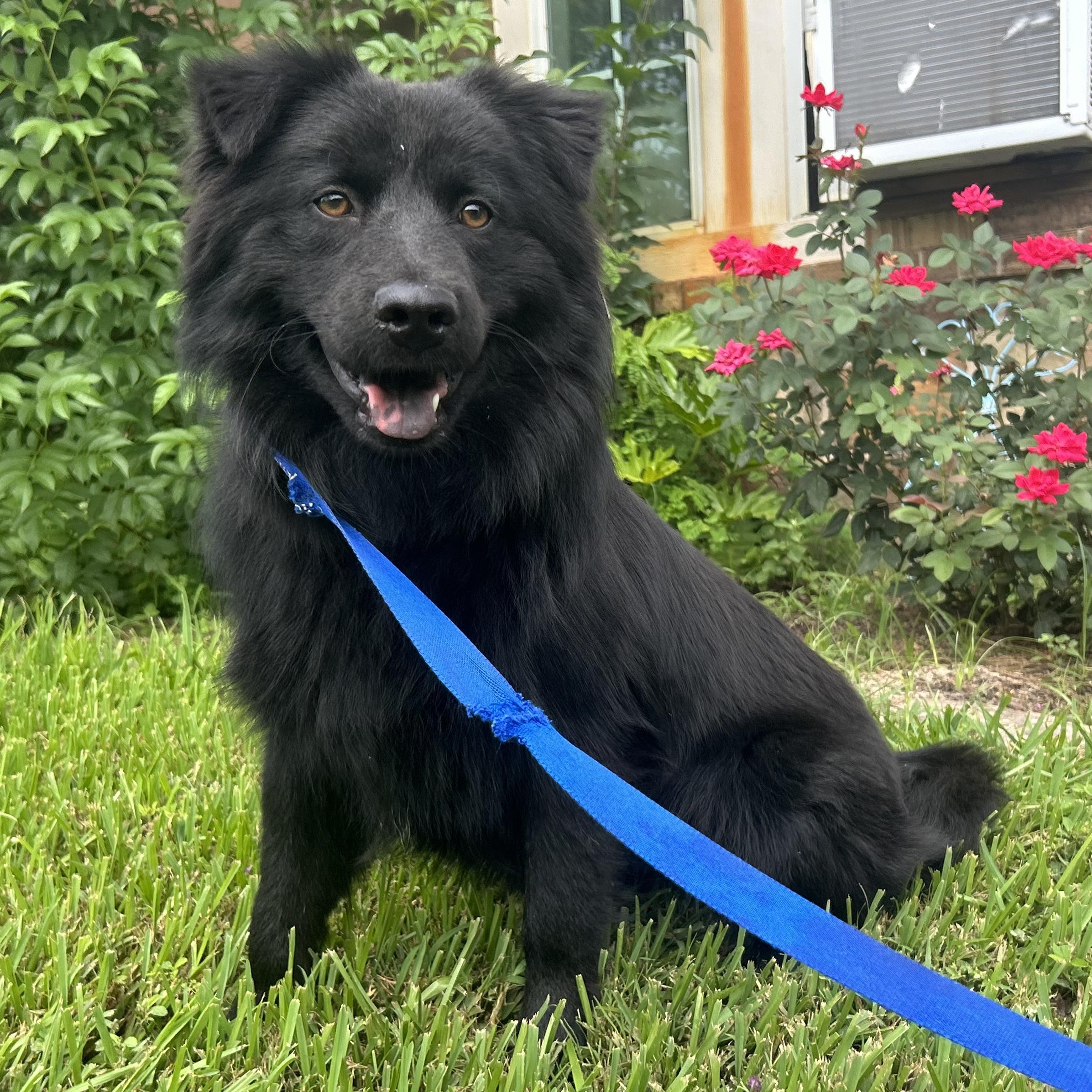 Dog for adoption - Bari, a Chow Chow & Schipperke Mix in Allentown, PA ...