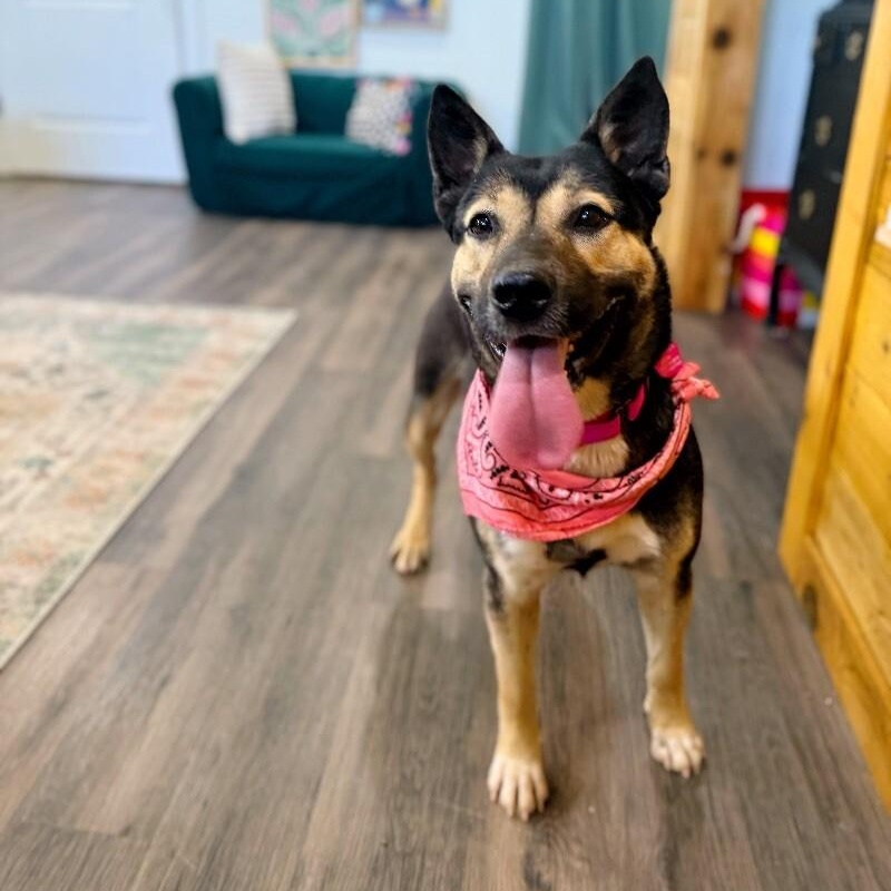 Dog for adoption - Shelly Seashells the Sweet Kid Friendly Snugglepup ...