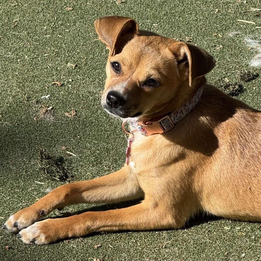 Dog for adoption - Honey, a Chiweenie & Terrier Mix in Bedminster, NJ | Petfinder