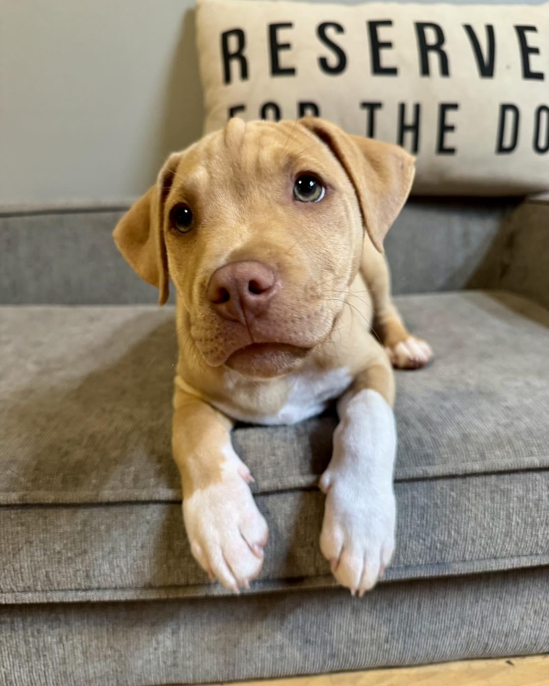 Dog for adoption - Topaz, a Mixed Breed in Grafton, MA | Petfinder