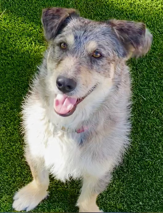 Dog for adoption - Theo, a Shepherd Mix in Huntington Beach, CA | Petfinder