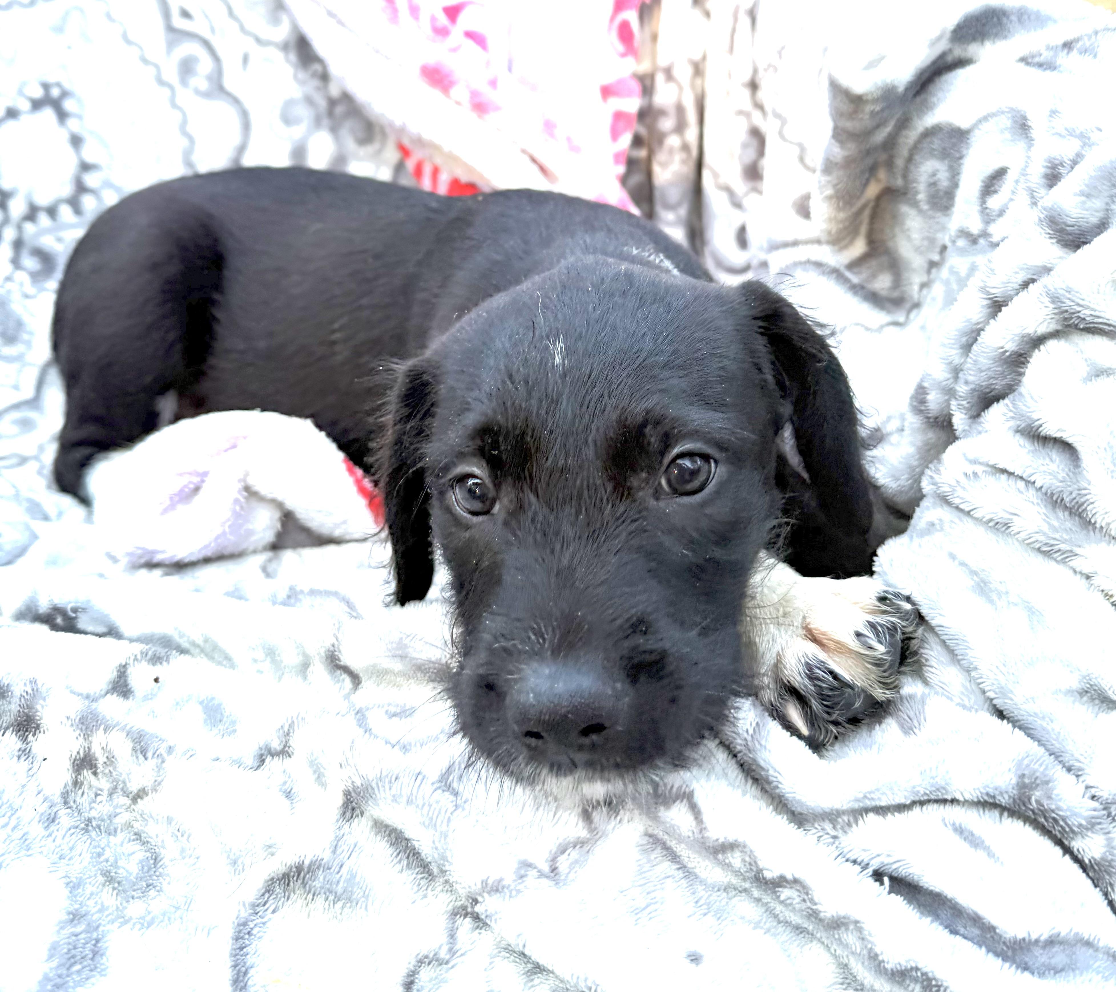 Dog for adoption - Topaz, a Labradoodle & English Pointer Mix in ...