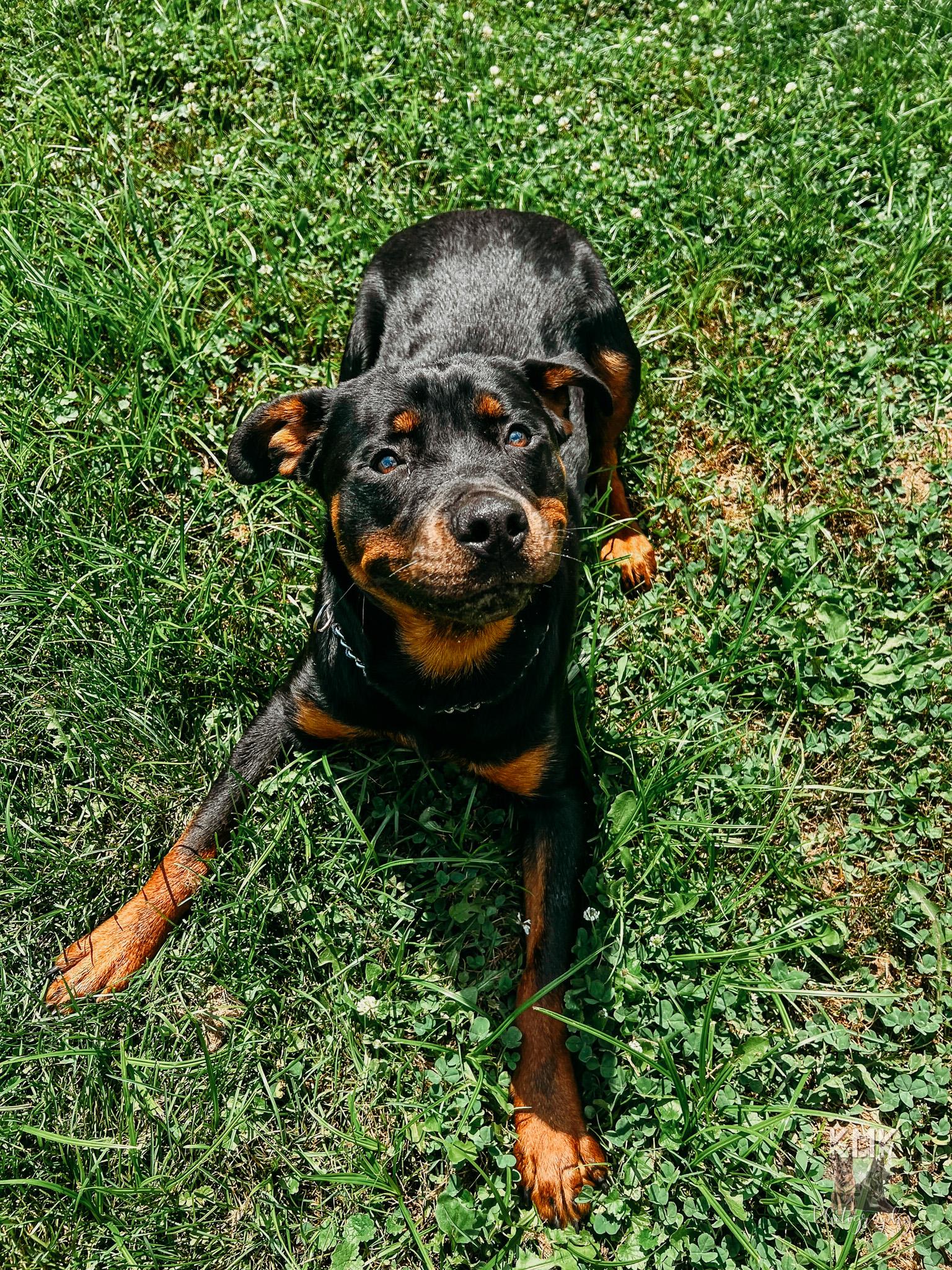 Dog for adoption - Ceasar, a Rottweiler in Belleville, MI | Petfinder