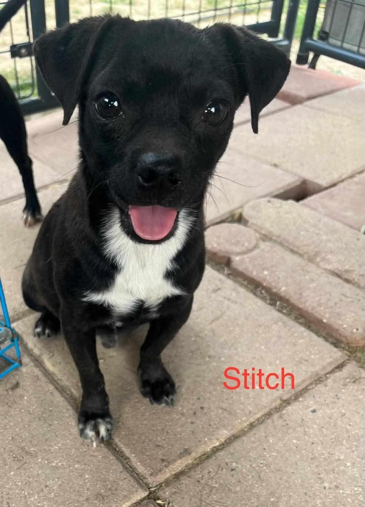 Dog for adoption - Stitch, a Chiweenie in Kelso , WA | Petfinder