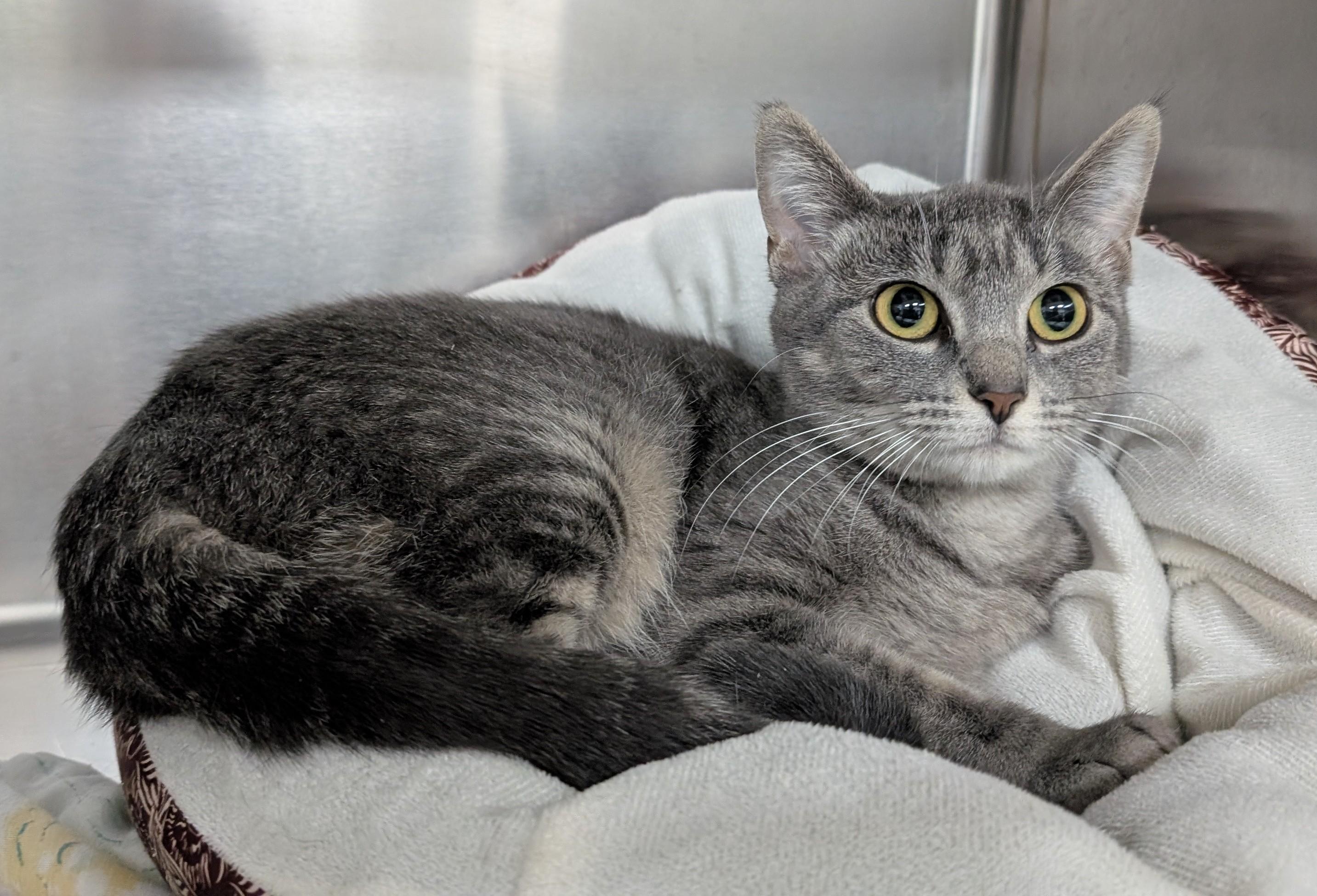 Cat for adoption - Matty, a Domestic Short Hair in New Ulm, MN | Petfinder