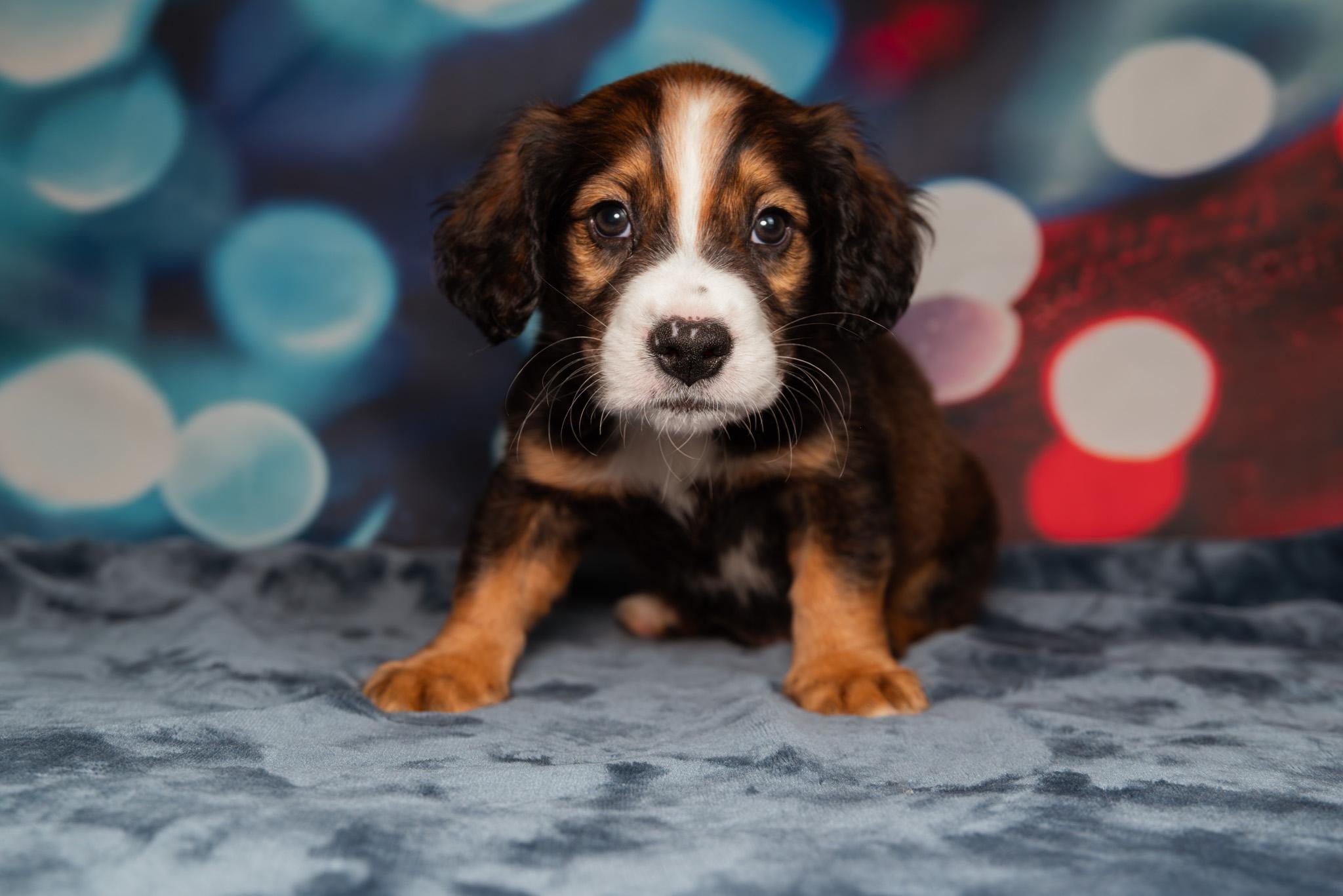 Dog for adoption - Picnic, an Australian Shepherd & Terrier Mix in Avon ...