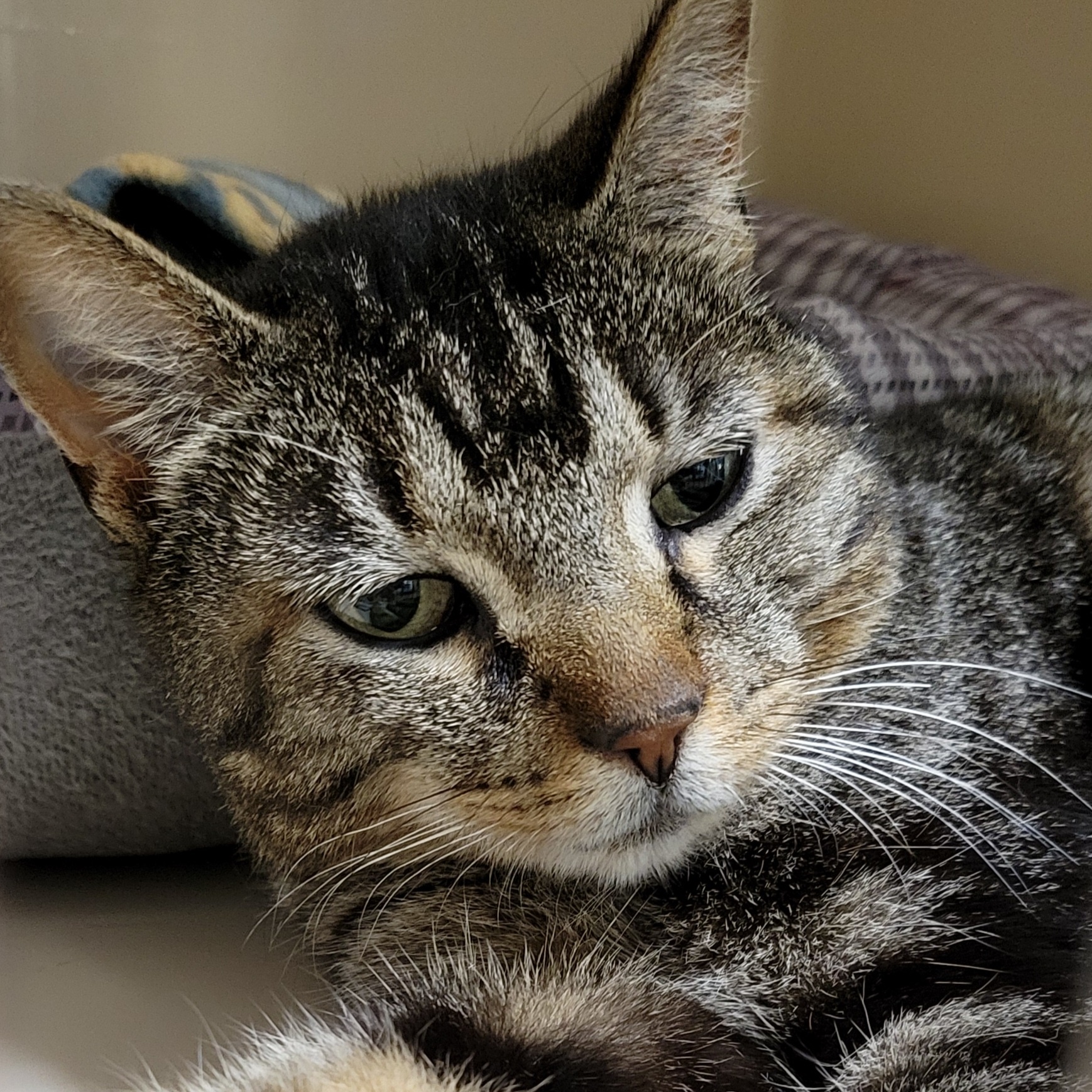 Cat for adoption - Meredith Grey, a Domestic Short Hair in Tioga, PA ...