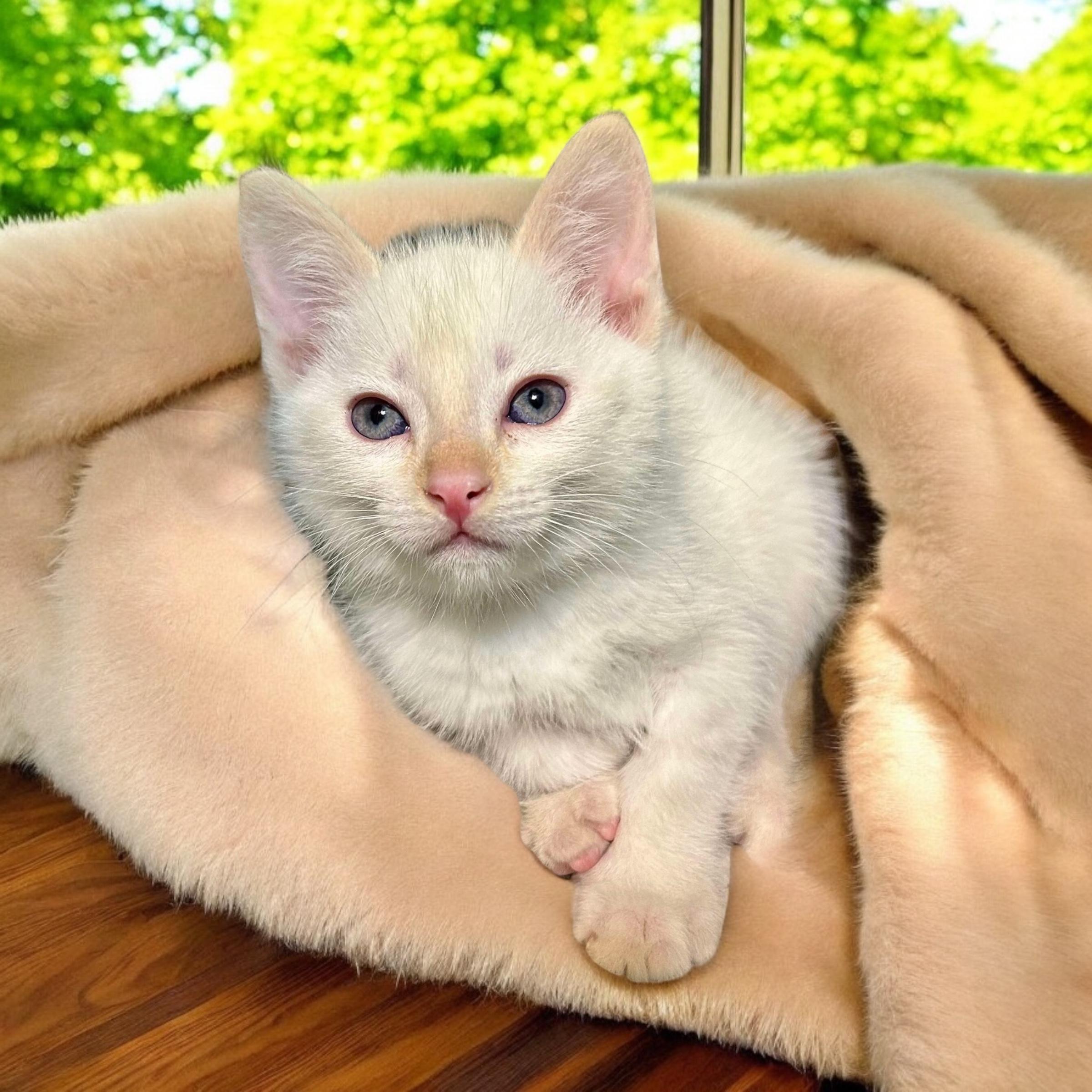 Cat for adoption - Hamlet, a Domestic Short Hair Mix in Philadelphia ...