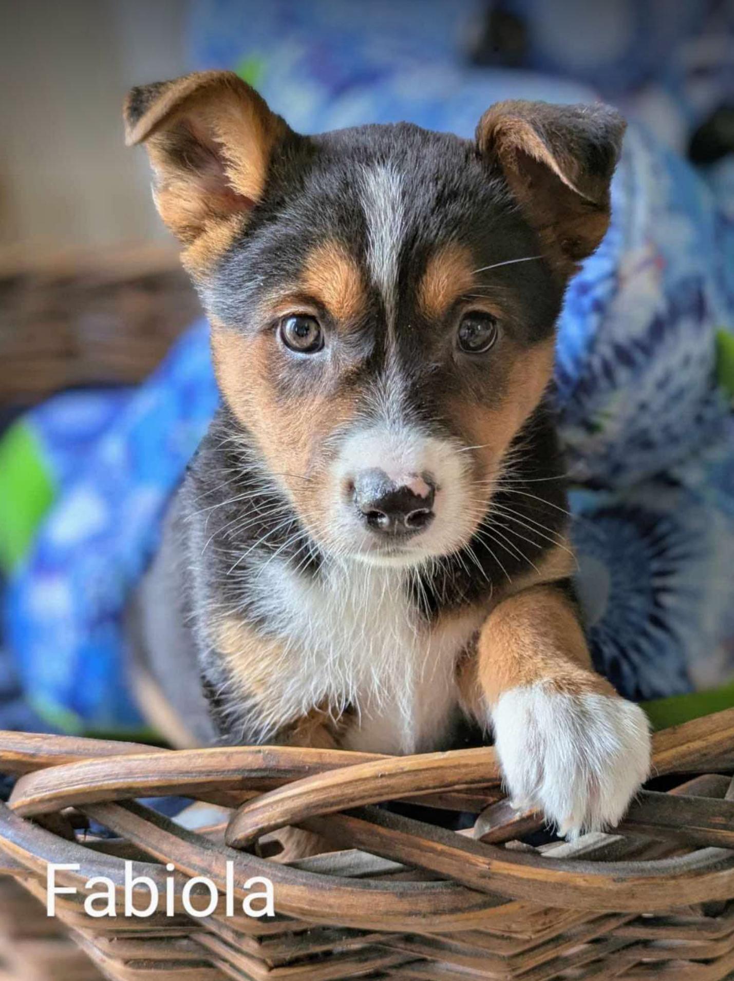 Dog for adoption - Fabiola, an Australian Shepherd Mix in San Jose, CA ...