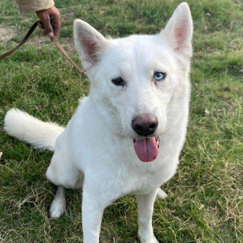 Dog for adoption - Nadine from Kuwait, a Siberian Husky in Harrisburg ...