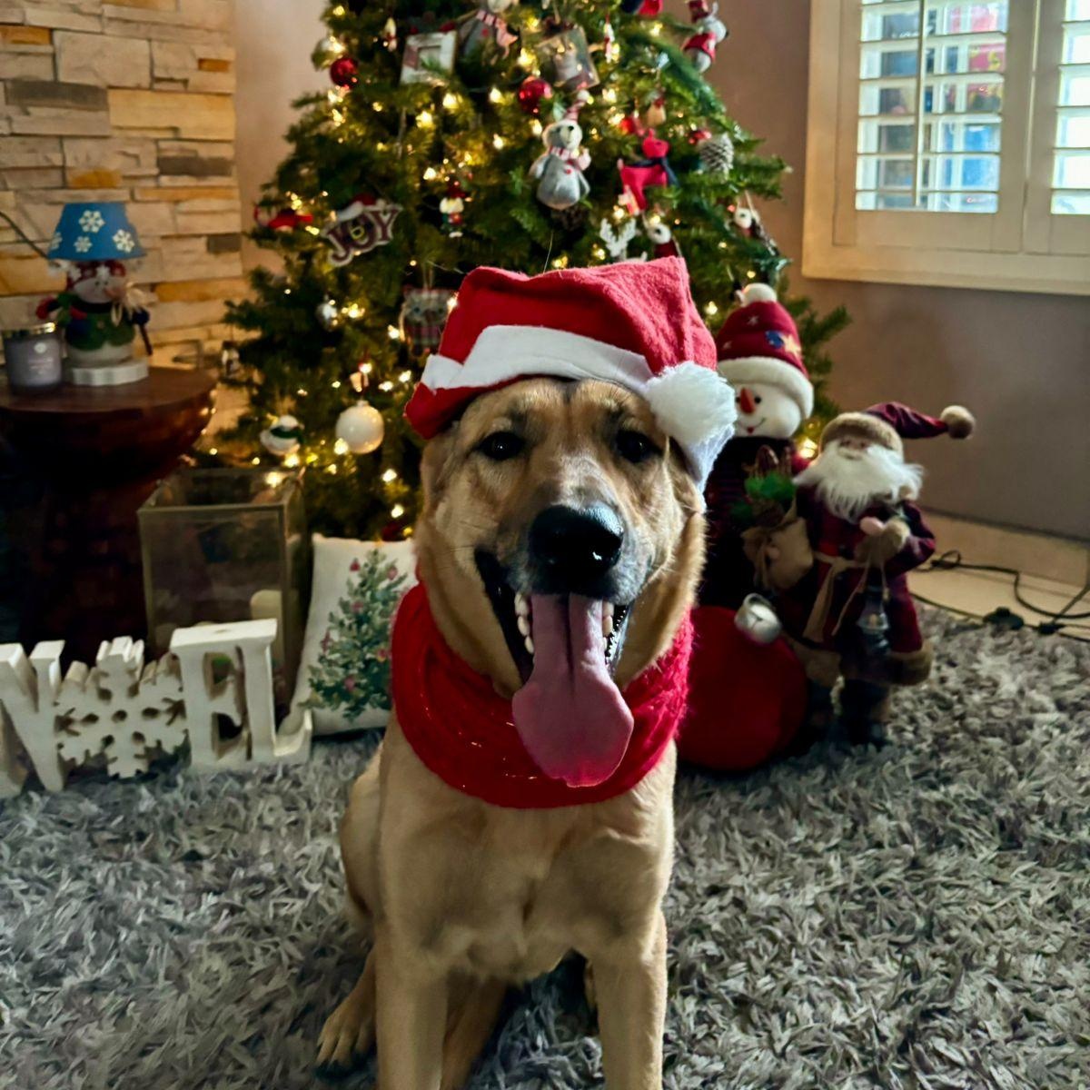 Dog for adoption - Doris, a German Shepherd Dog & Belgian Shepherd / Malinois Mix in Tijuana ...