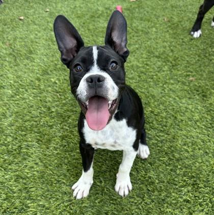 Dog for adoption - Ruger, a Boston Terrier in Phoenix, AZ | Petfinder