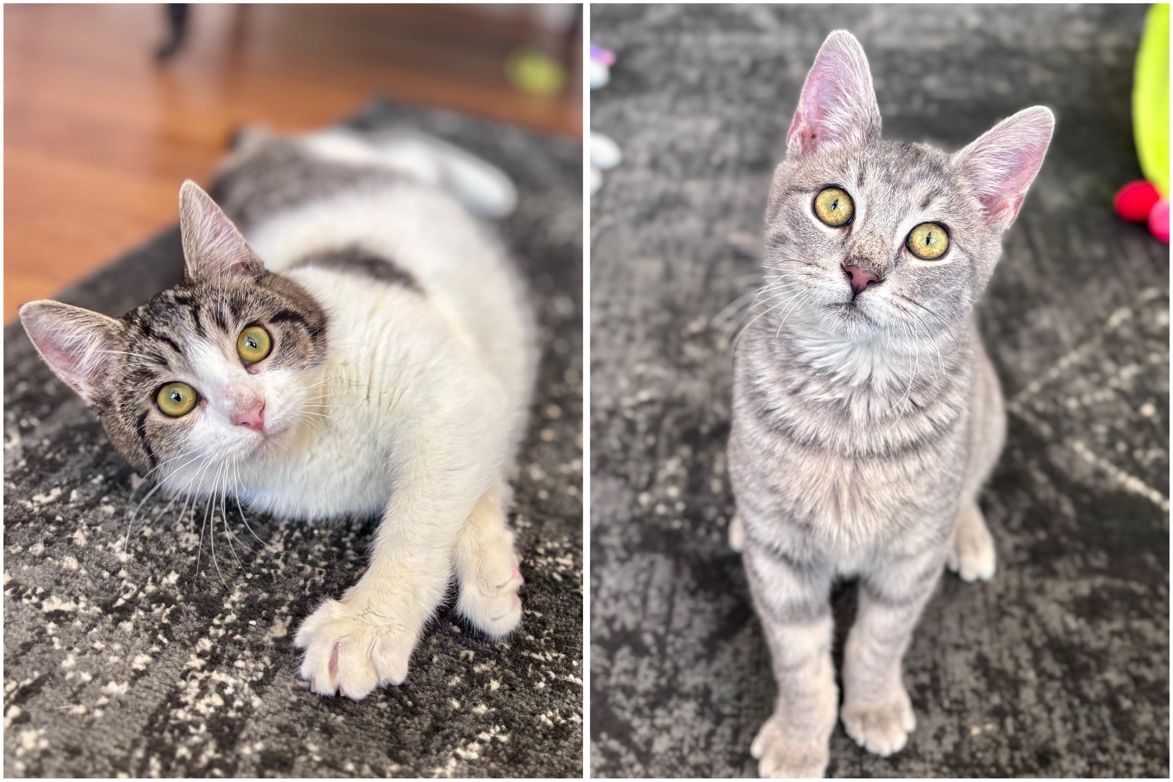 Cat for adoption - Pip & Tink, a Domestic Short Hair in Lemoyne, PA ...