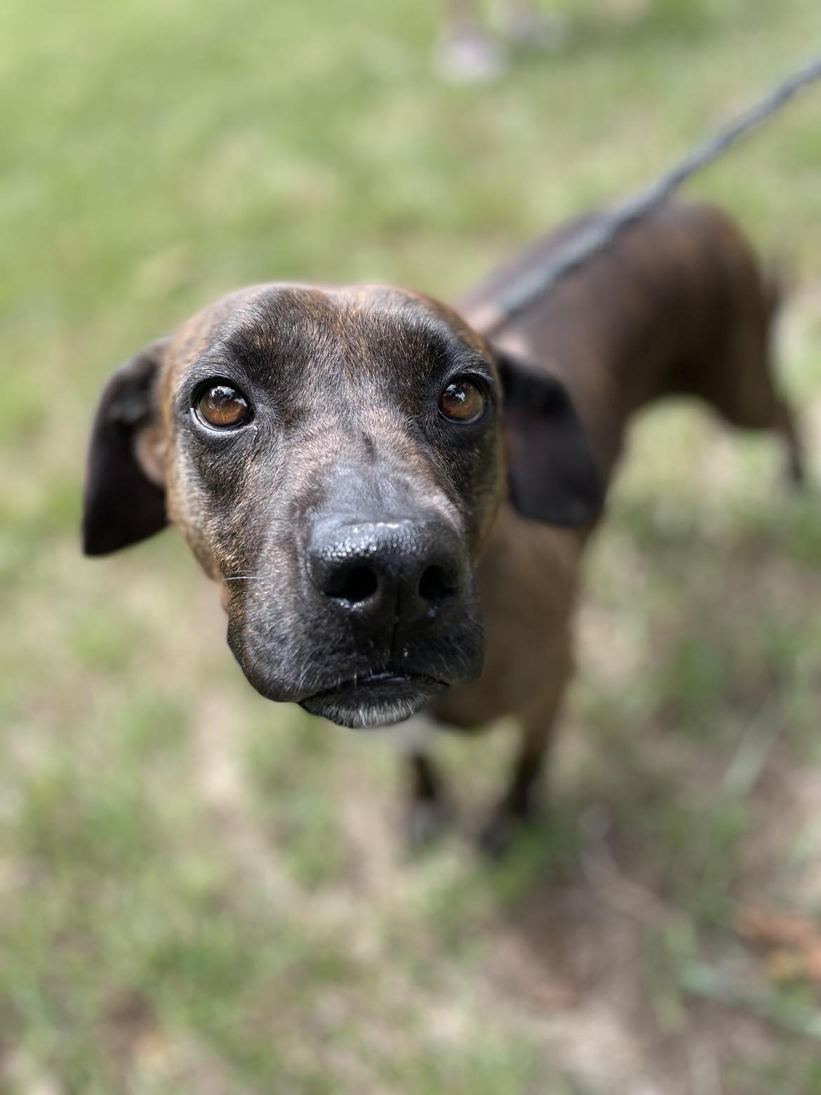 Dog for adoption - Kimber, a Plott Hound in Maryville , TN | Petfinder