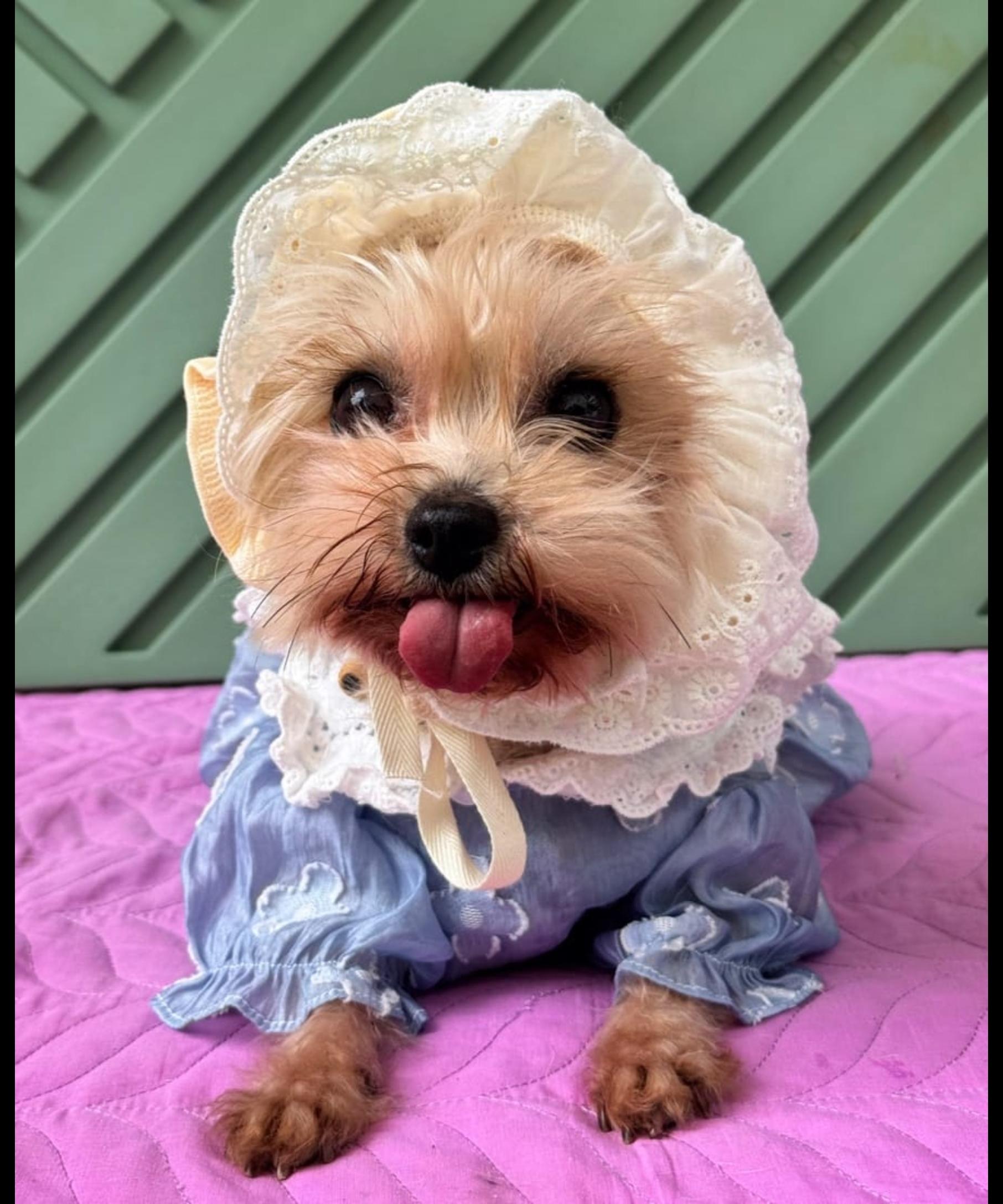 Dog for adoption - Pixie, a Yorkshire Terrier in Vancouver, BC | Petfinder