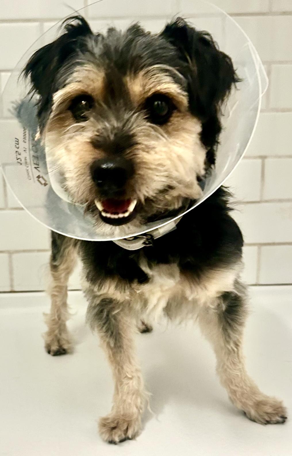 Dog for adoption - Tyler (Hypoallergenic), a Miniature Schnauzer ...