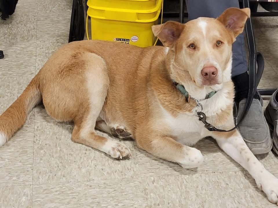 Dog for adoption - Jimmy, a Border Collie & Australian Cattle Dog / Blue Heeler Mix in Sioux ...