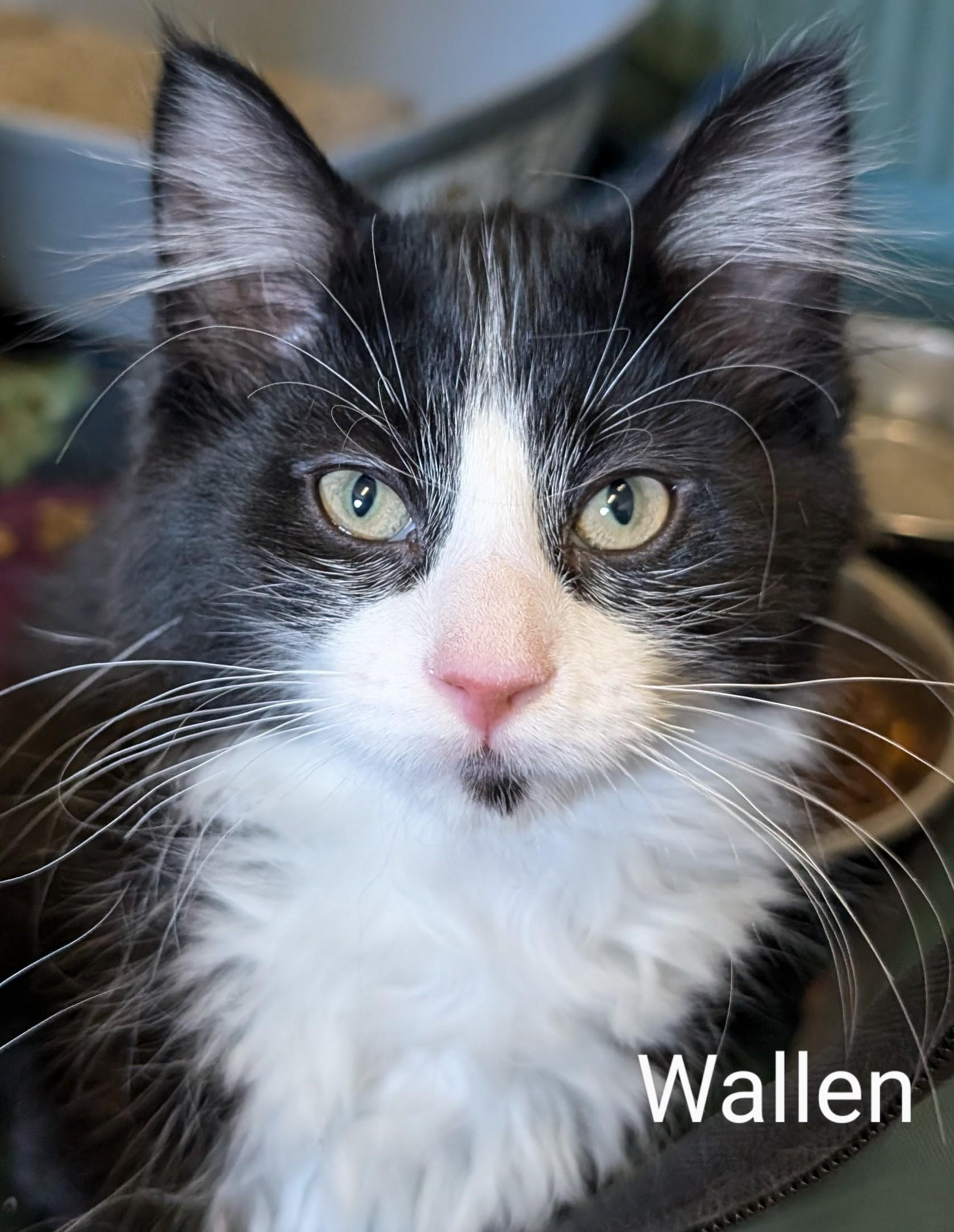 Cat for adoption - Wallen, a Domestic Medium Hair in Colfax, IA | Petfinder
