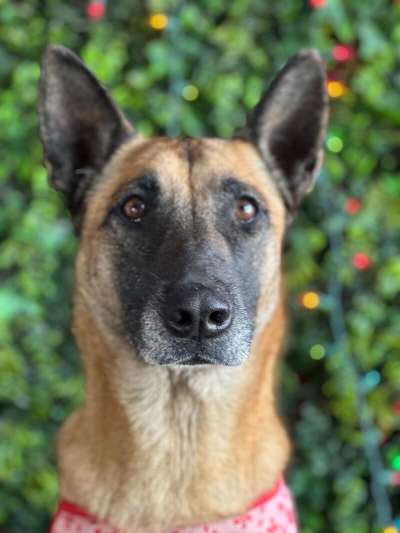 Dog for adoption - Mila, a German Shepherd Dog & Belgian Shepherd ...