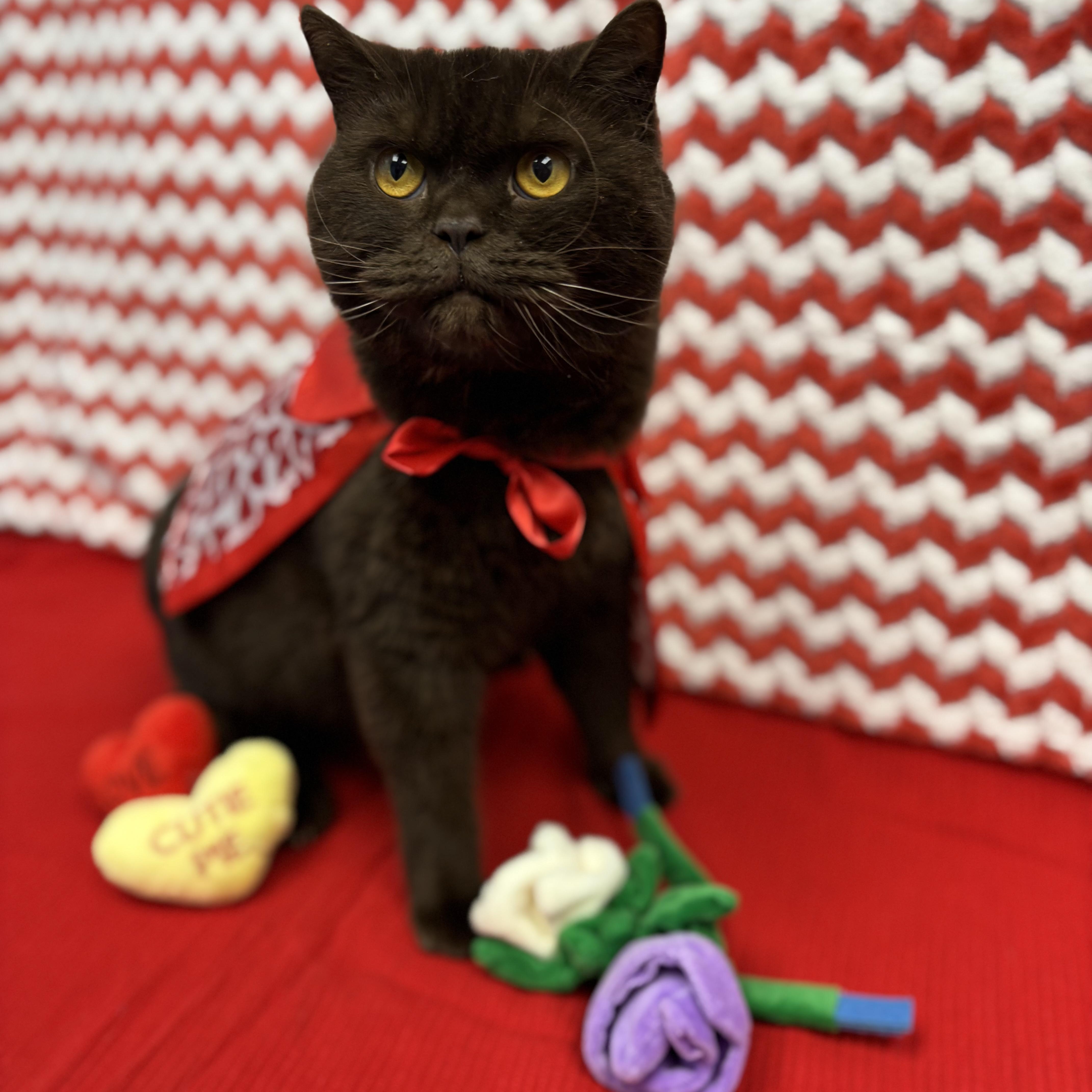 Toblerone - Adoptable Pet | Petfinder | Petfinder