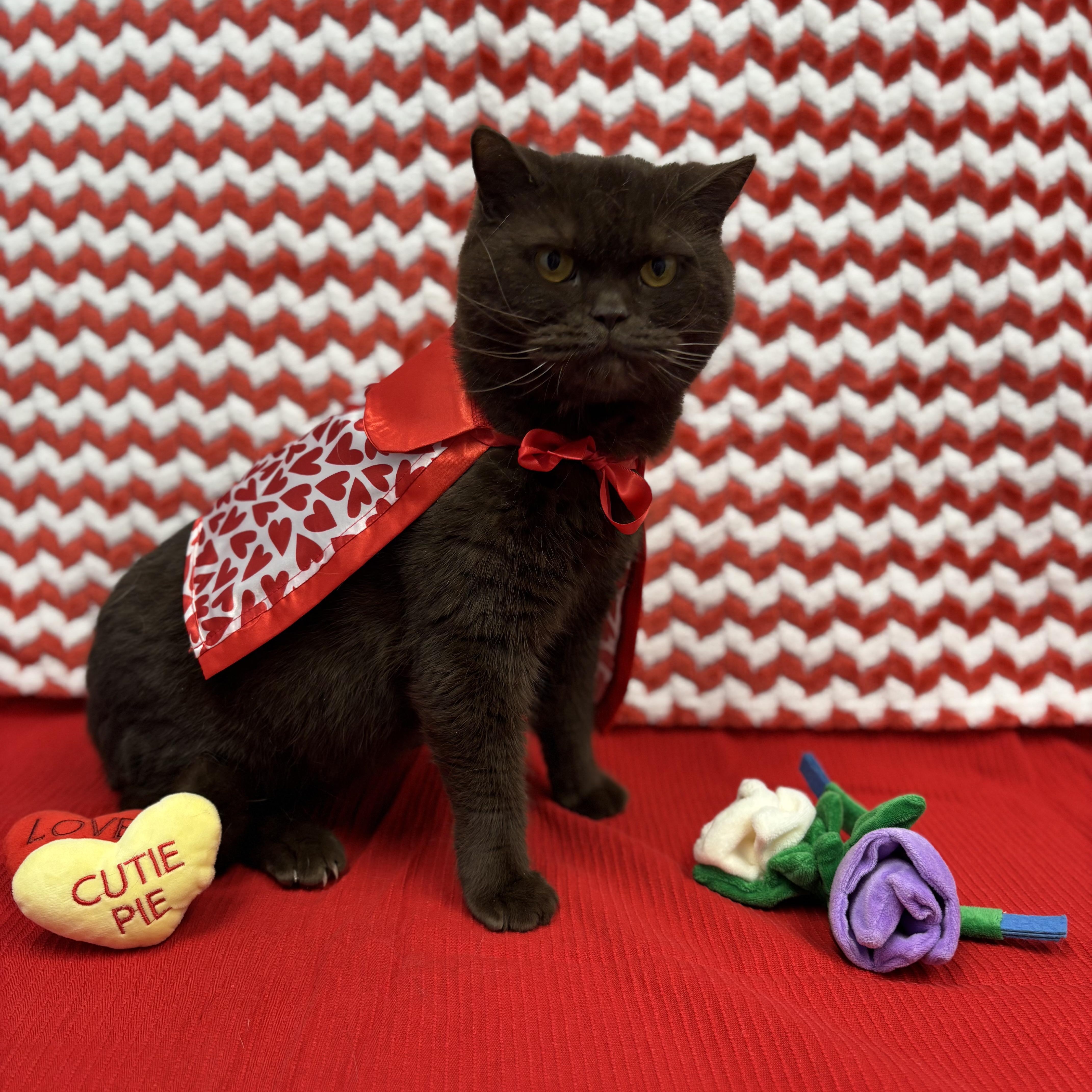 Toblerone - Adoptable Pet | Petfinder | Petfinder