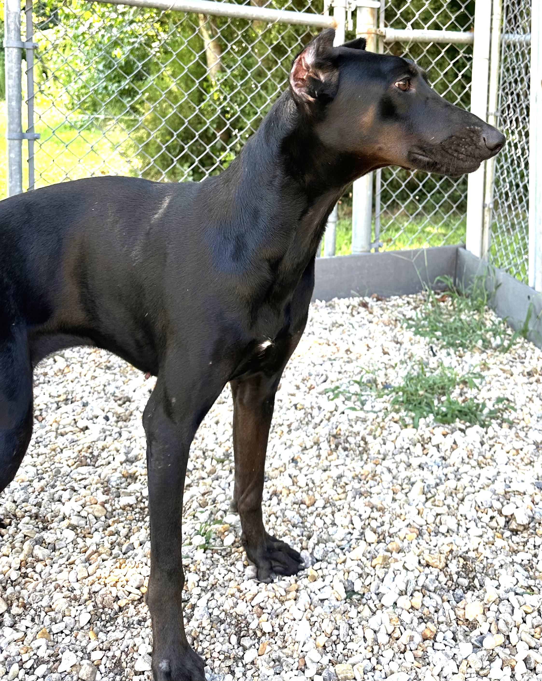 Dog for adoption - Matrix Elegant Dobie Mix with ears cut off, a ...