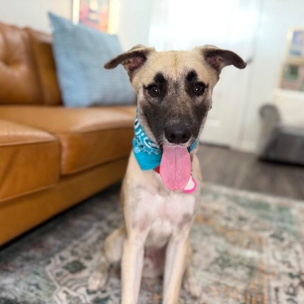 Dog for adoption - Sonny Sunshine Bunny, a Labrador Retriever & Black ...