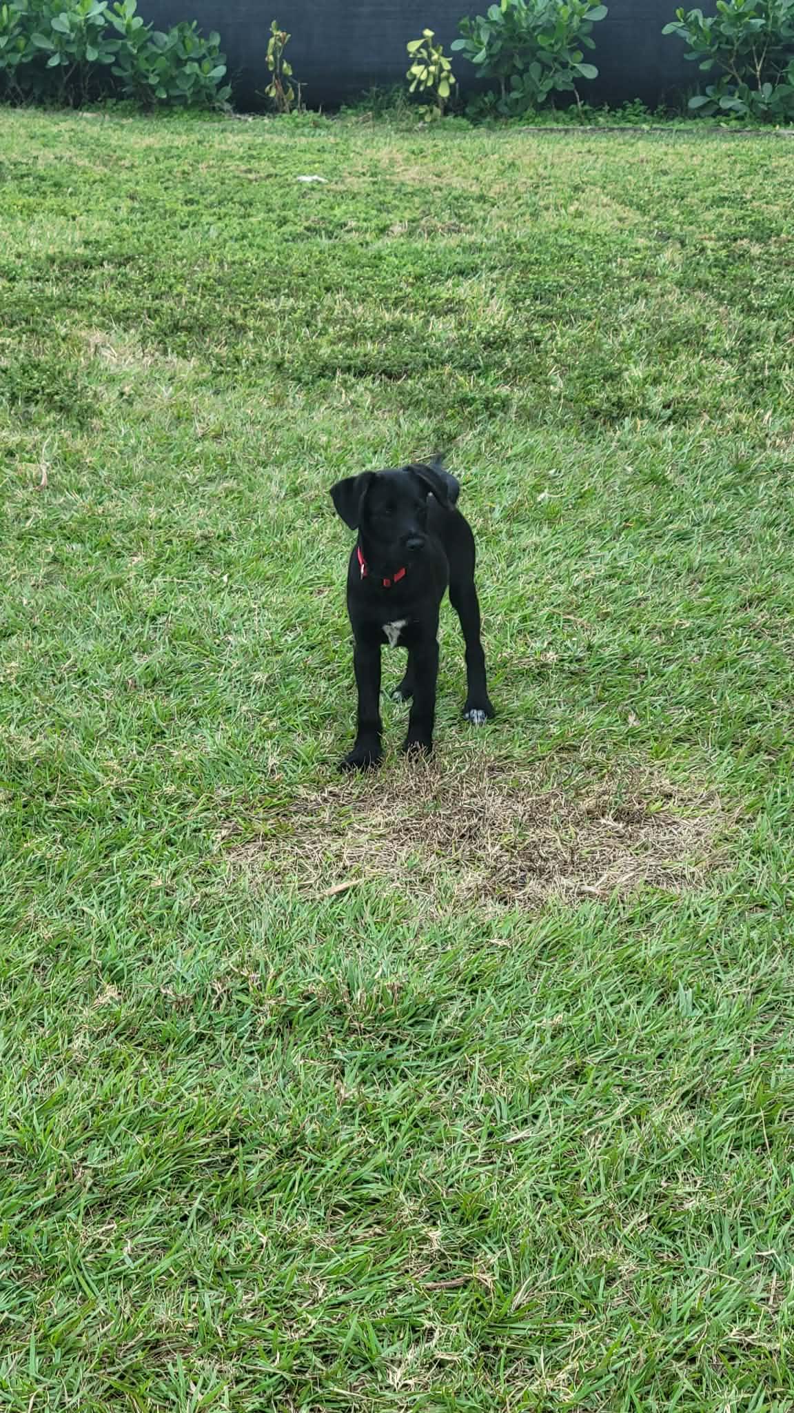Cypress - Adoptable Pet | Petfinder | Petfinder