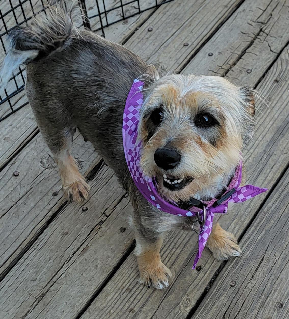 Dog For Adoption Autumn A Norwich Terrier Mix In Van Alstyne TX Dog For Adoption Autumn A Norwich Terrier Mix In Van Alstyne TX