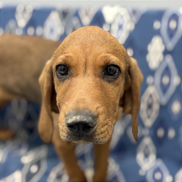 Dog for adoption - Chopper, a Redbone Coonhound & Basset Hound Mix in ...