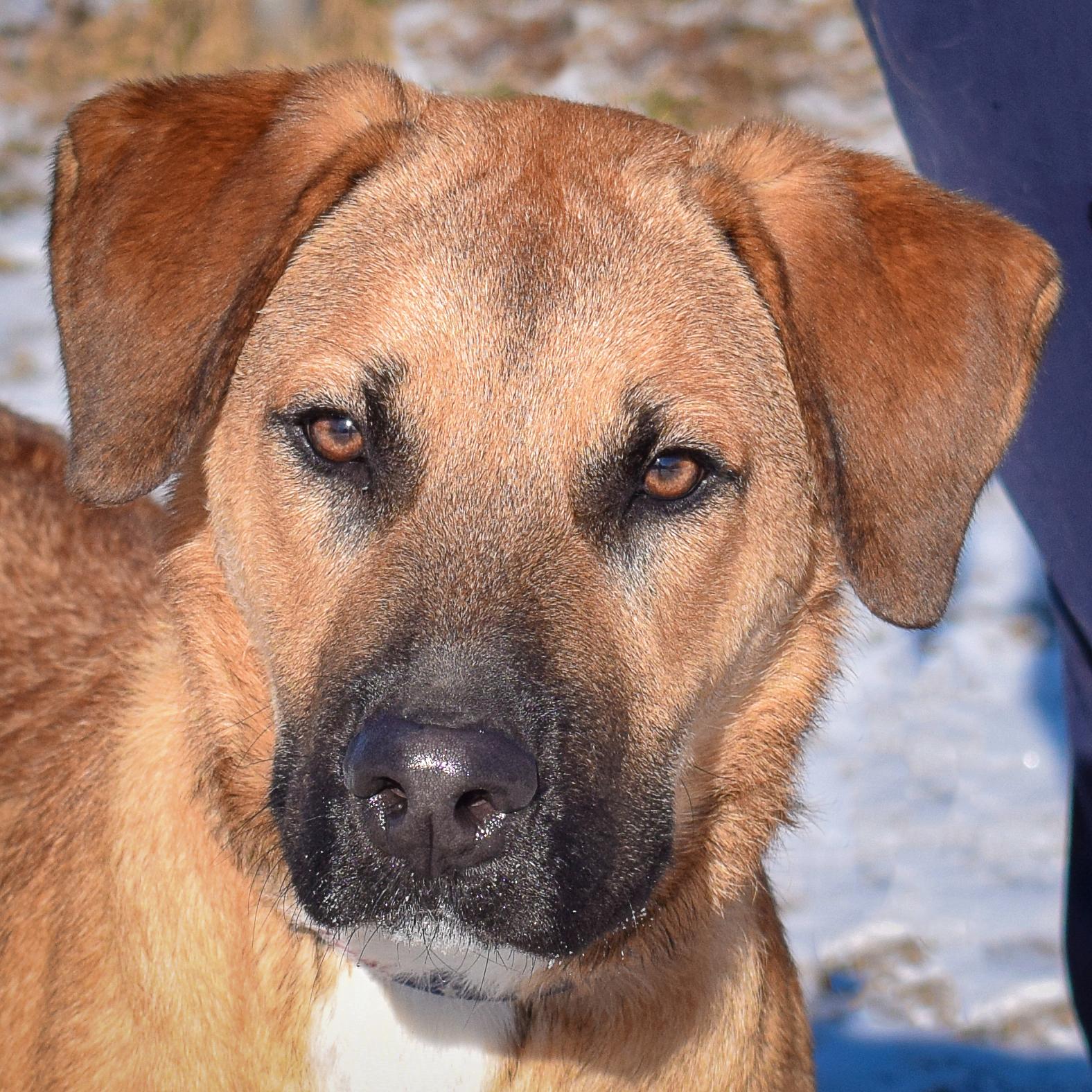 Dog for adoption - Waylon, a German Shepherd Dog & Collie Mix in Huntley, IL | Petfinder