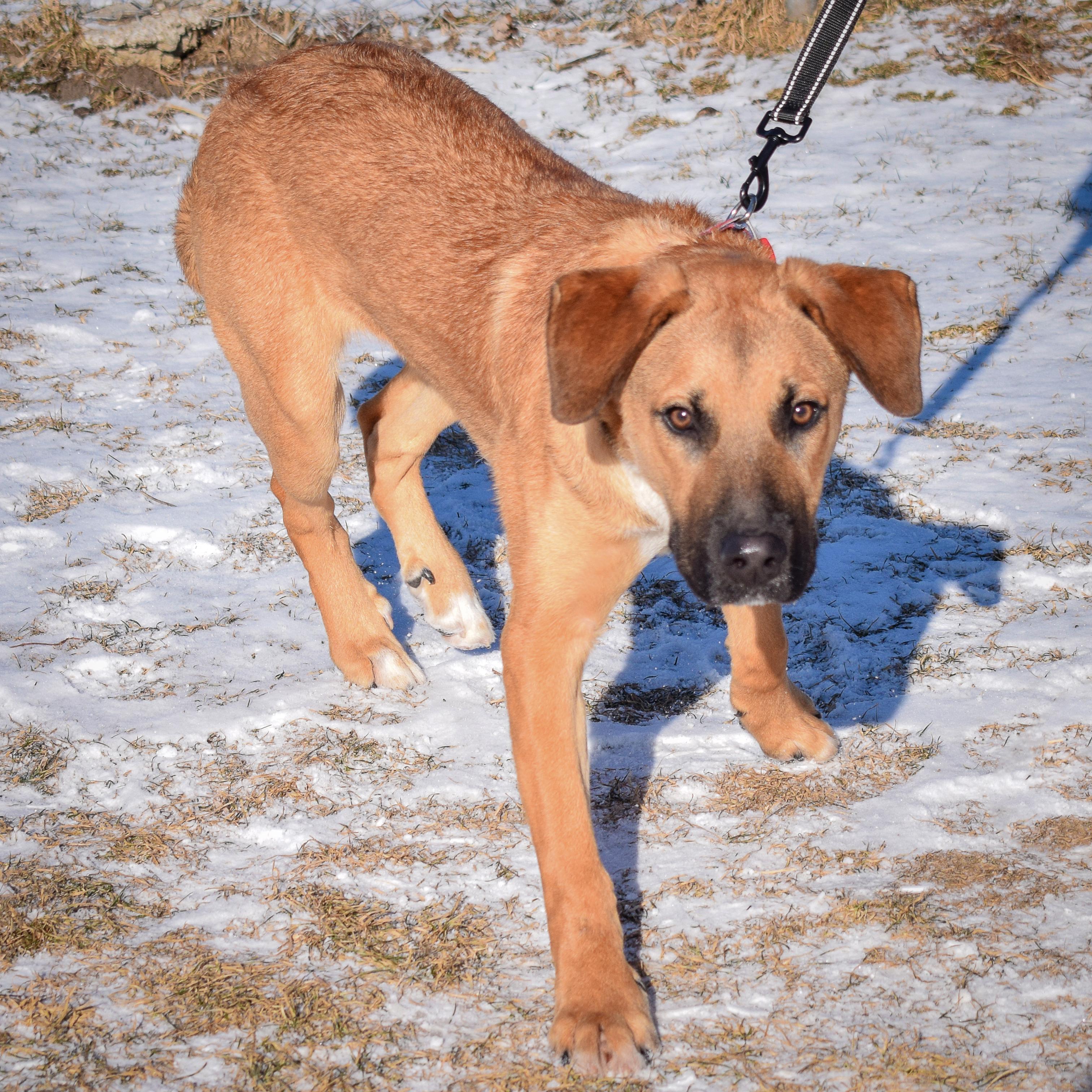Dog for adoption - Waylon, a German Shepherd Dog & Collie Mix in Huntley, IL | Petfinder