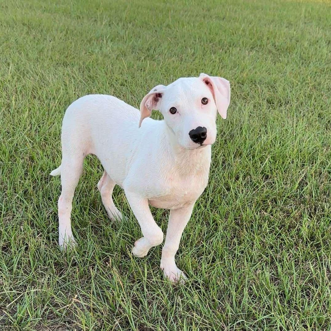 Dog for adoption - Melody (East Texas Puppies), a Pit Bull Terrier ...