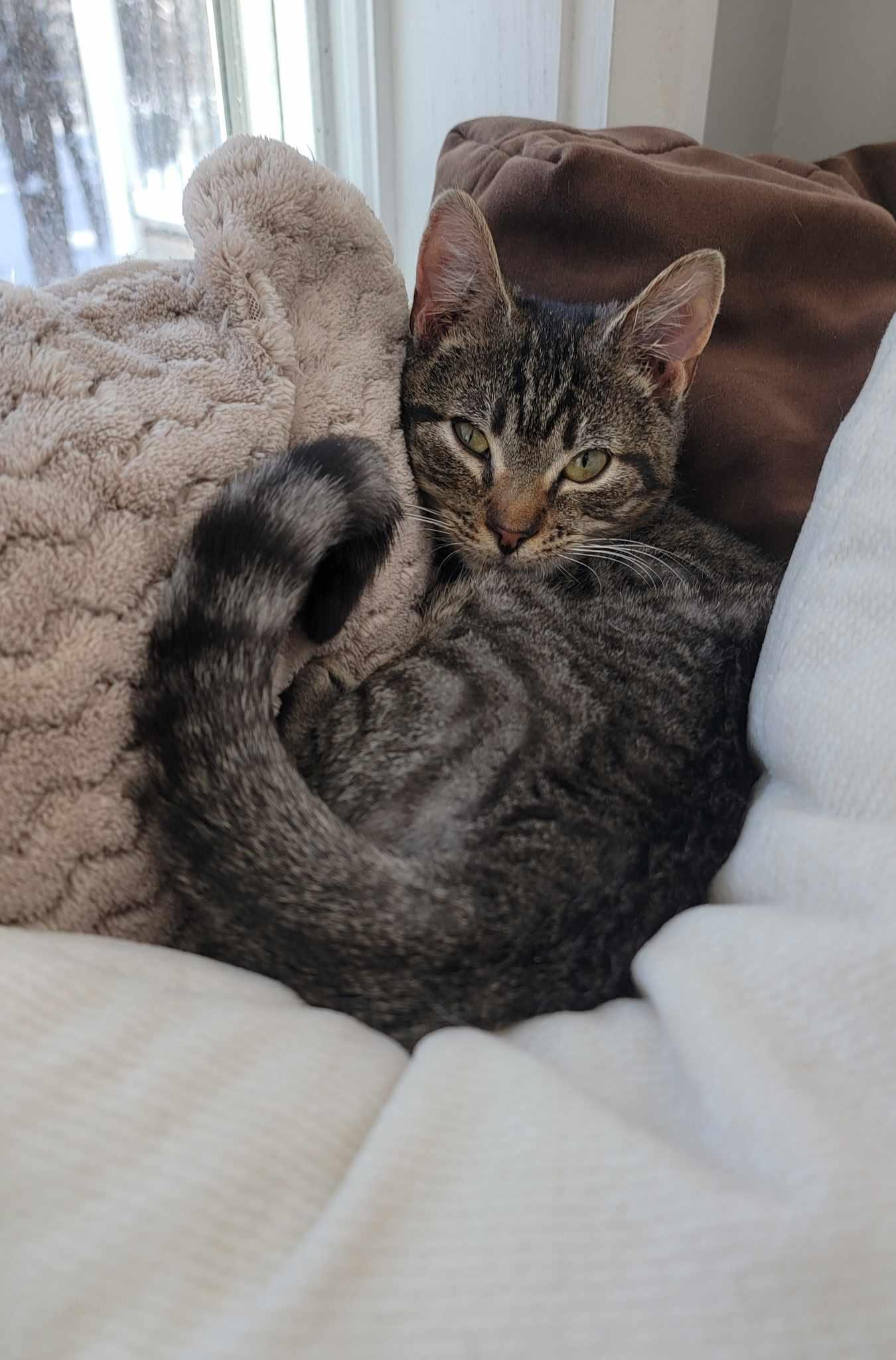 Cat for adoption - Chuckie, a Domestic Short Hair & Tiger Mix in ...