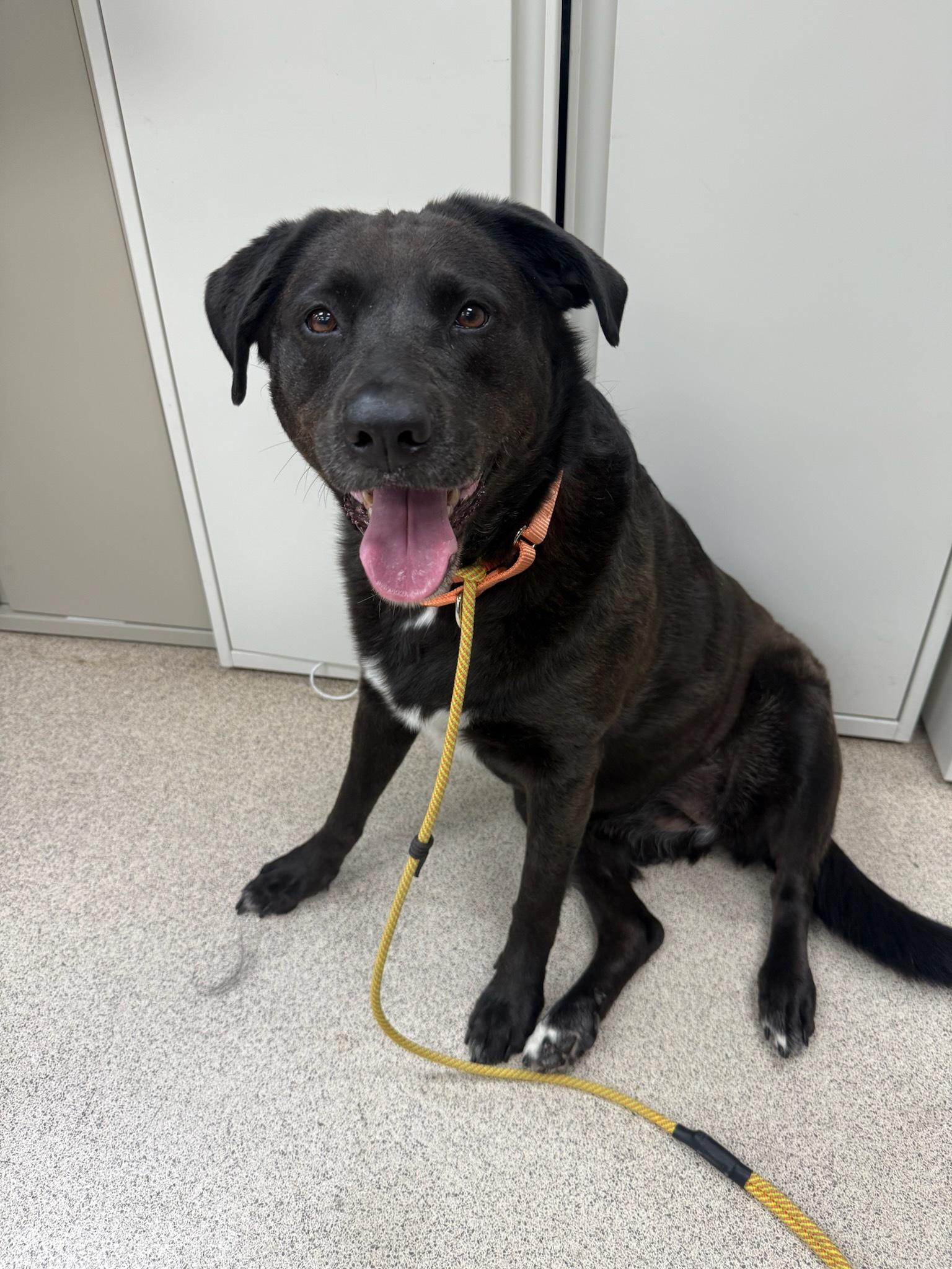 Dog for adoption - Luna, a Black Labrador Retriever in Teterboro, NJ ...