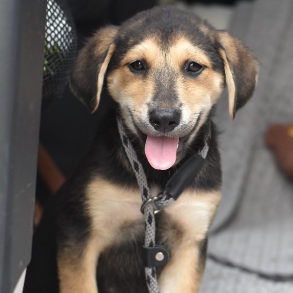 Dog for adoption - Oberon, a Shepherd & Retriever Mix in Charlotte , NC ...