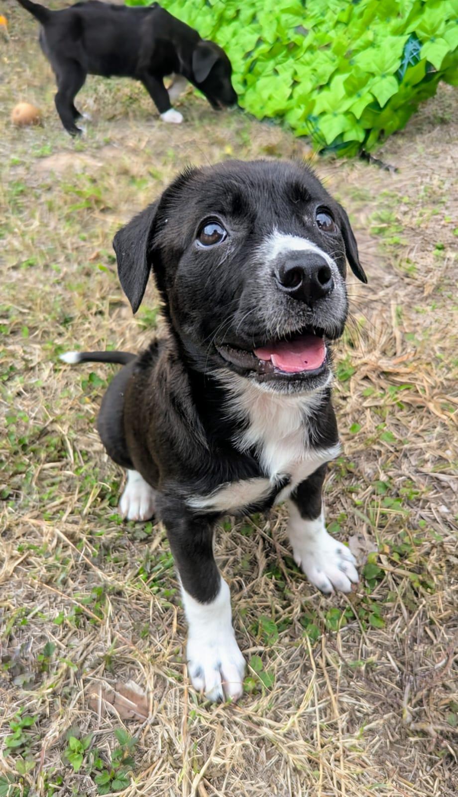 Dog for adoption - Ace, a Labrador Retriever Mix in Tacoma, WA | Petfinder