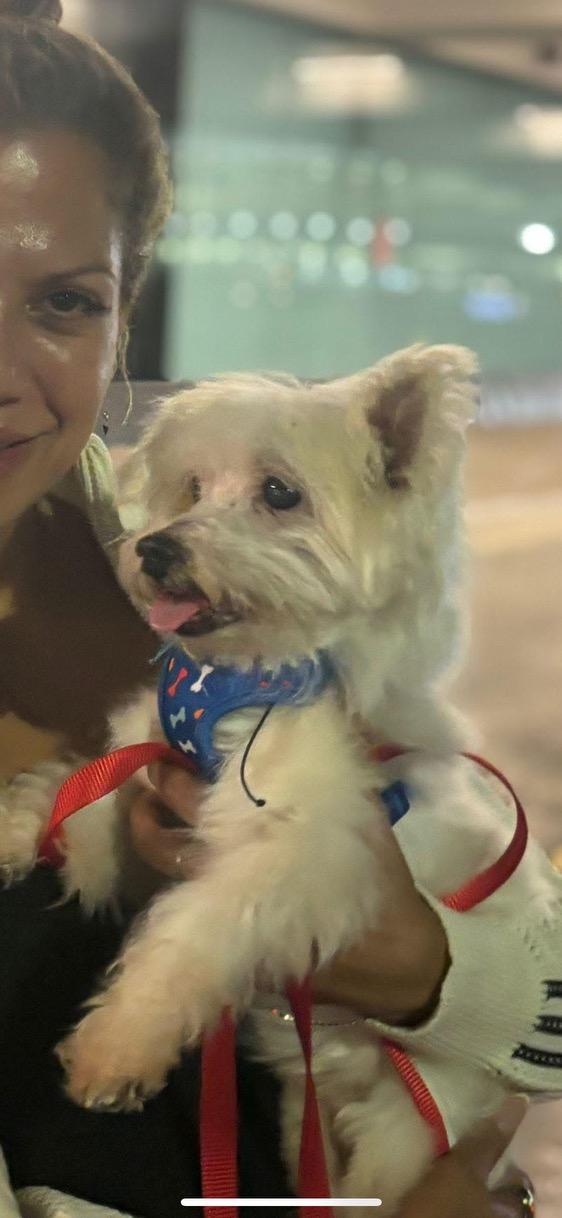 Dog for adoption - Pepe, a Maltese Mix in Bayville , NY | Petfinder