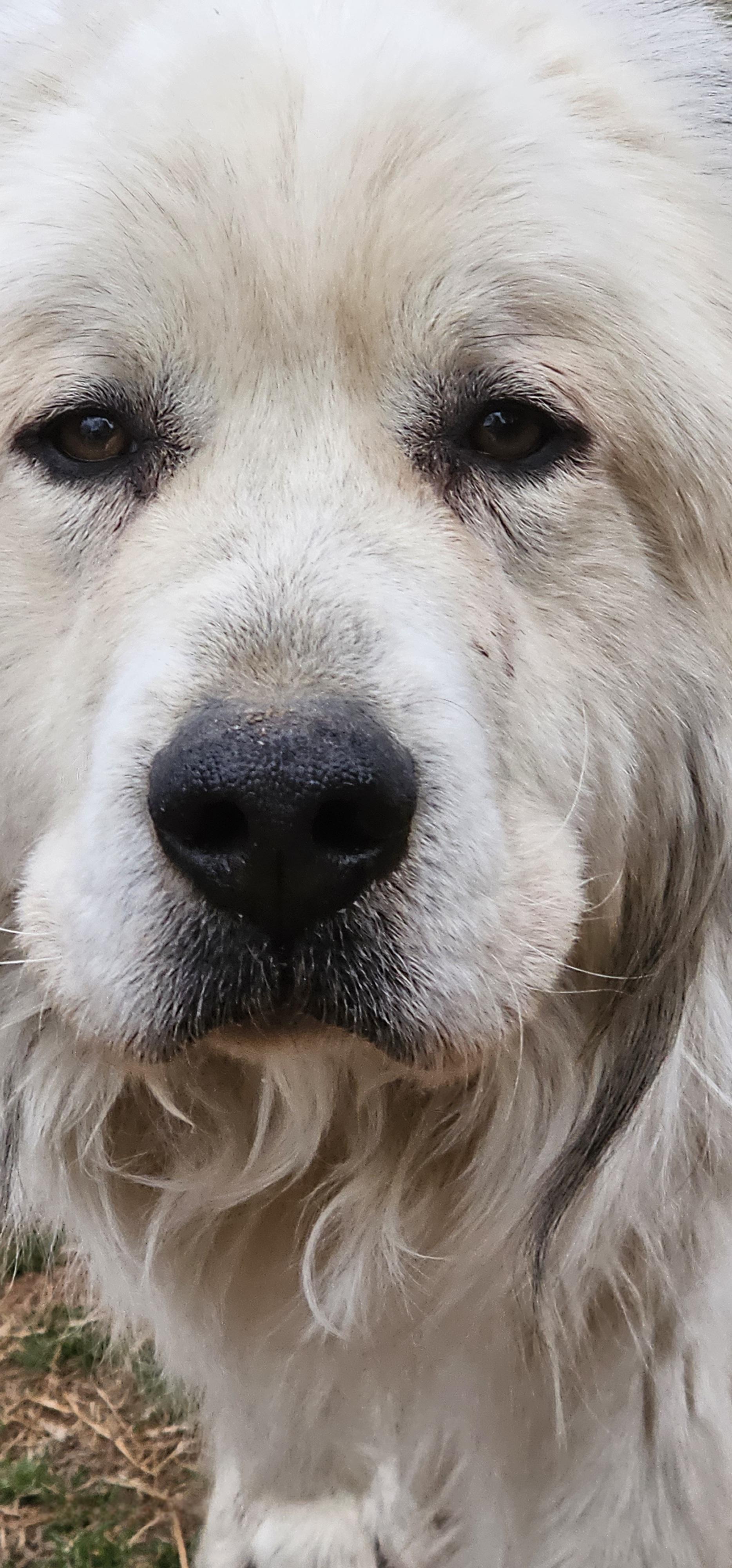 Dog for adoption - Zorro, a Great Pyrenees in Claremont, NC | Petfinder