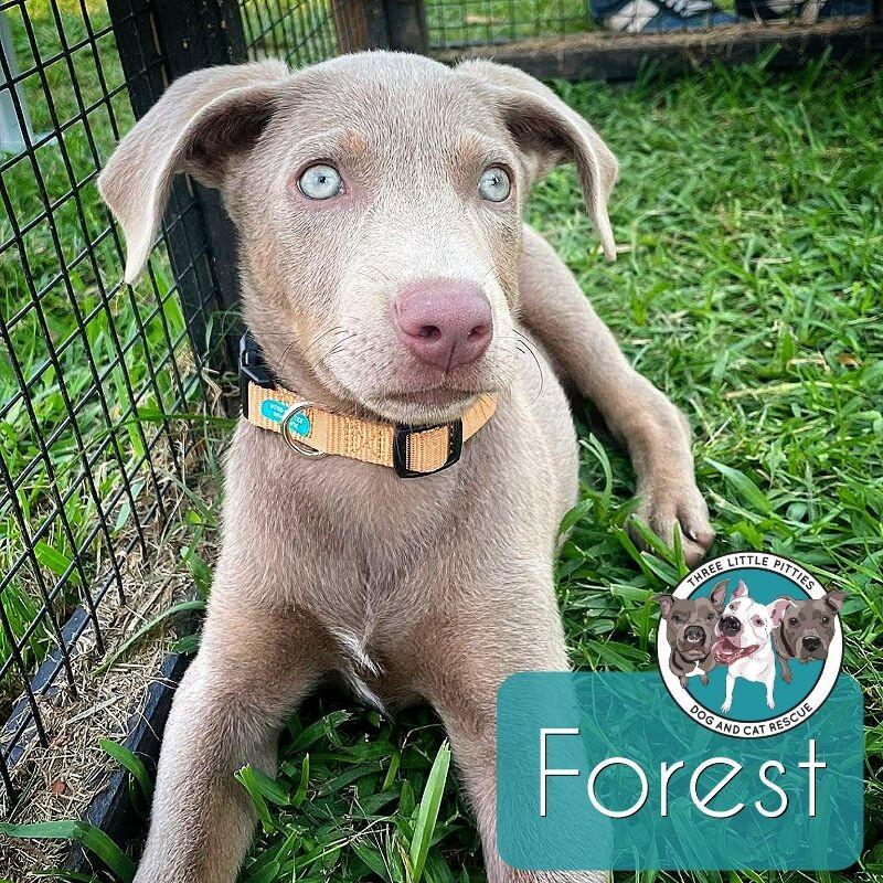Dog for adoption - Forest Outdoors, a Pit Bull Terrier & Weimaraner Mix ...