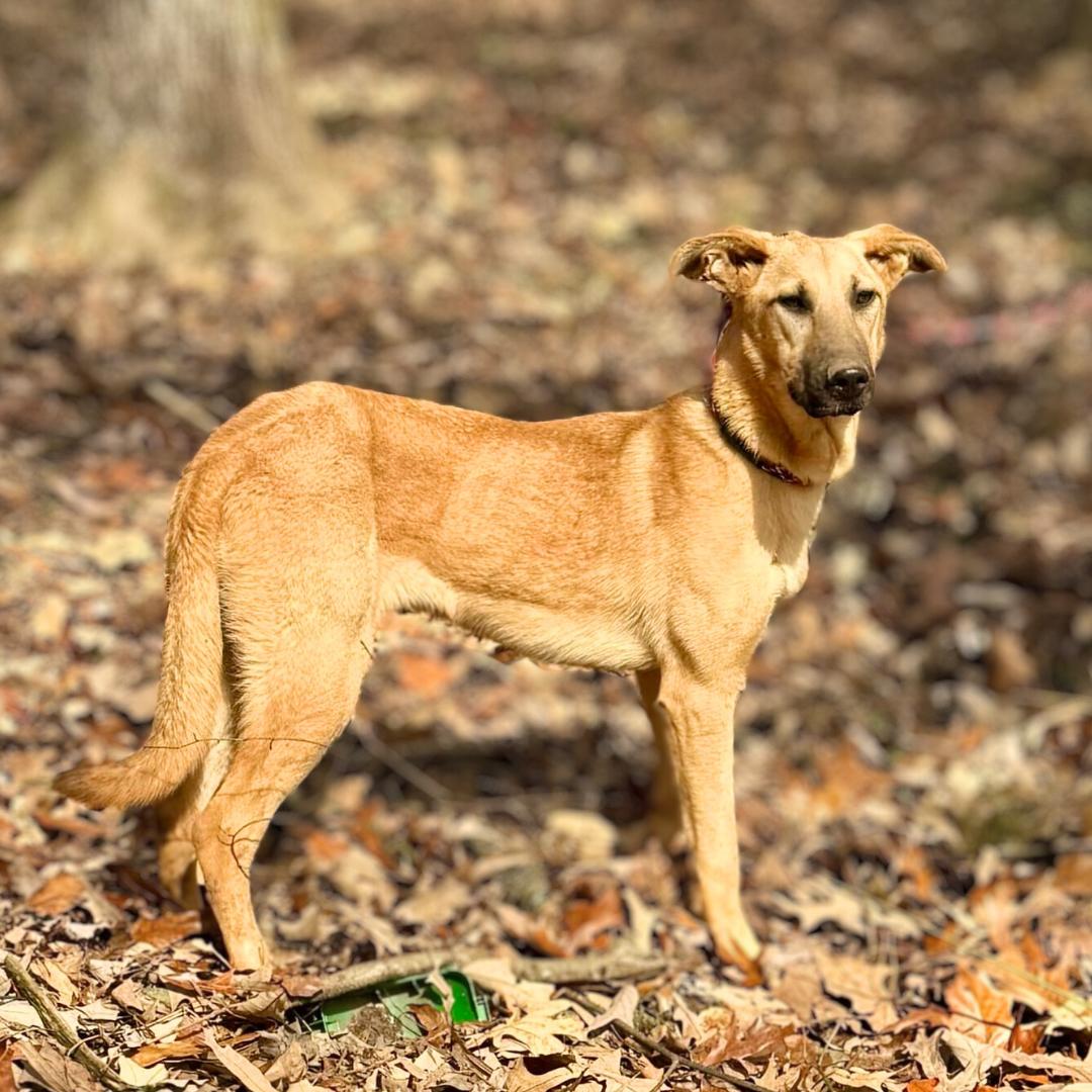 Dog for adoption - Burden of Dreams, a Black Mouth Cur Mix in Alpine ...