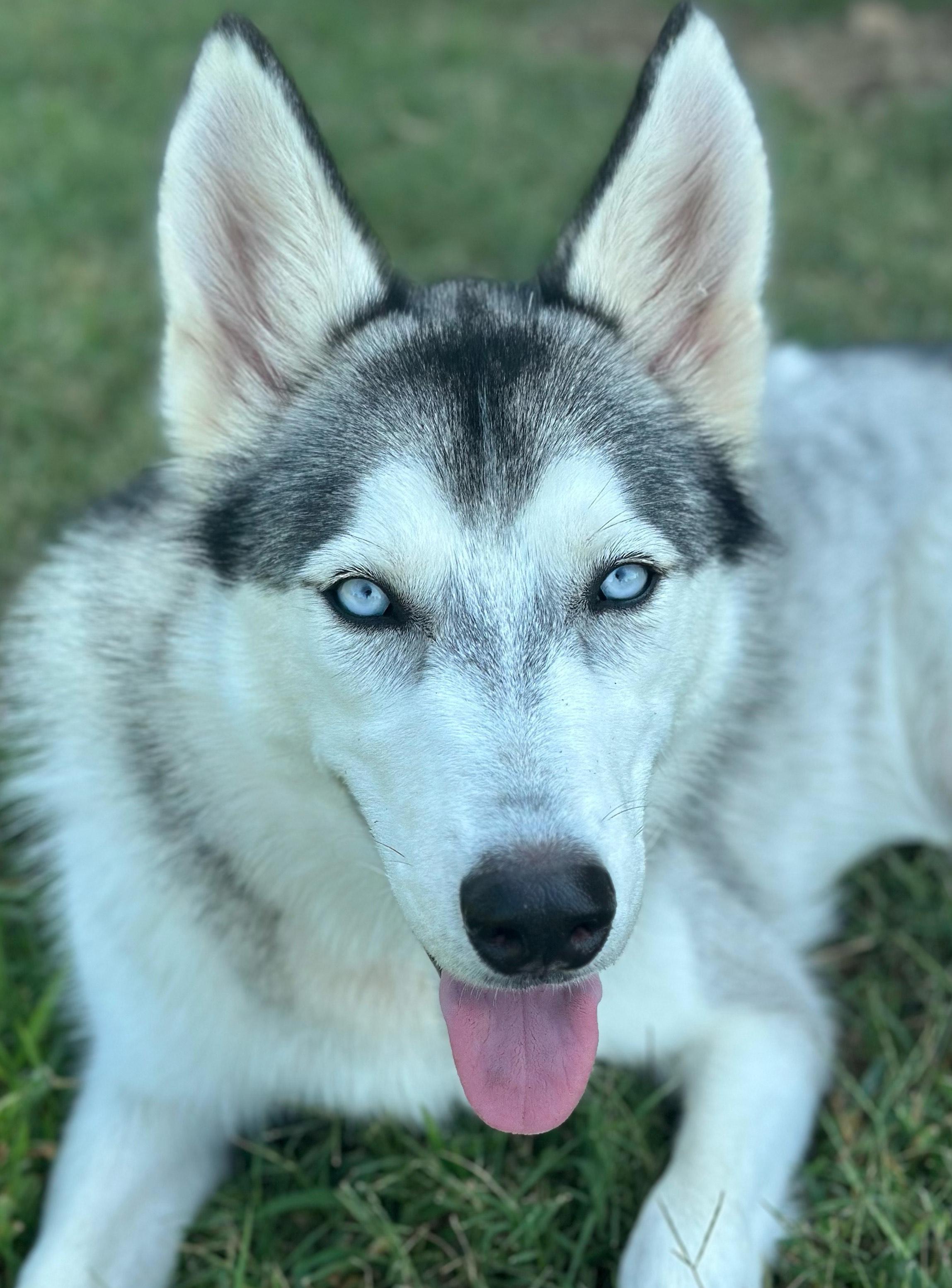 Dog for adoption - Marley, a Siberian Husky & German Shepherd Dog Mix ...