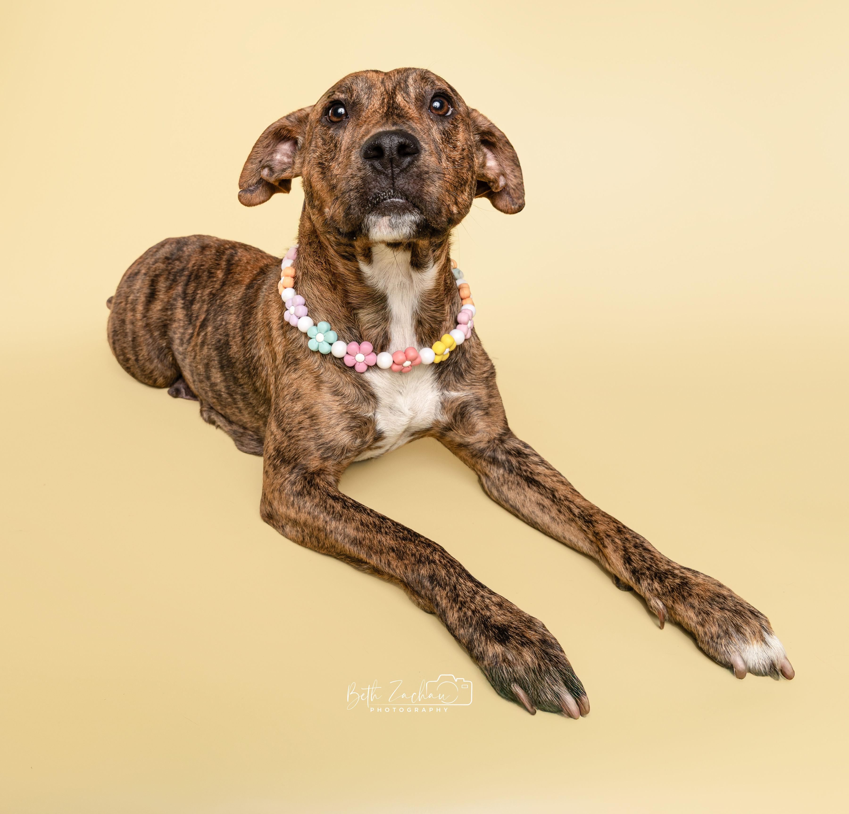 Dog for adoption - Lucy, a Mixed Breed in Cheektowaga, NY | Petfinder